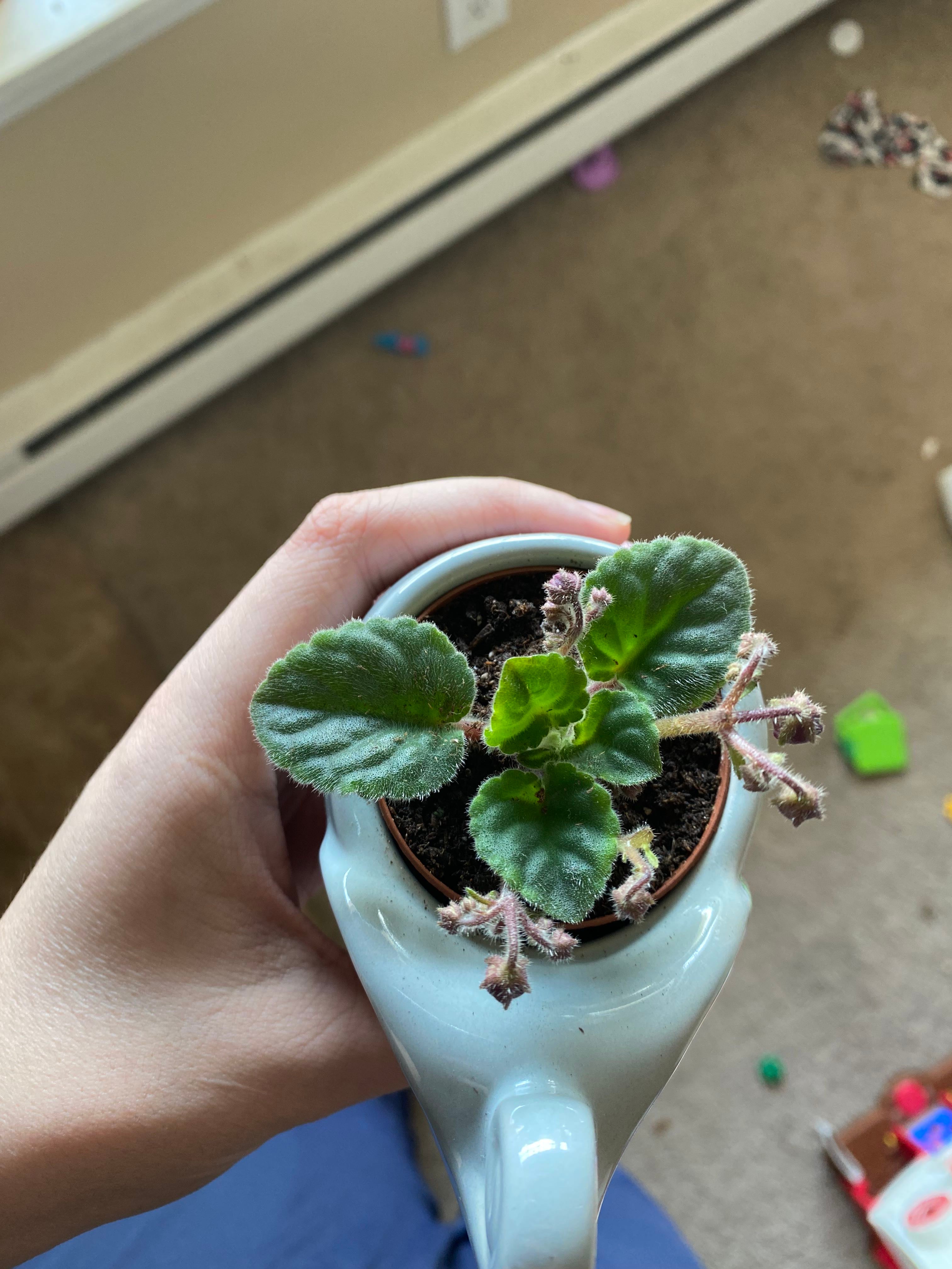 Streptocarpus 'Pretty Turtle' Care 101: Water, Light & Growing Tips