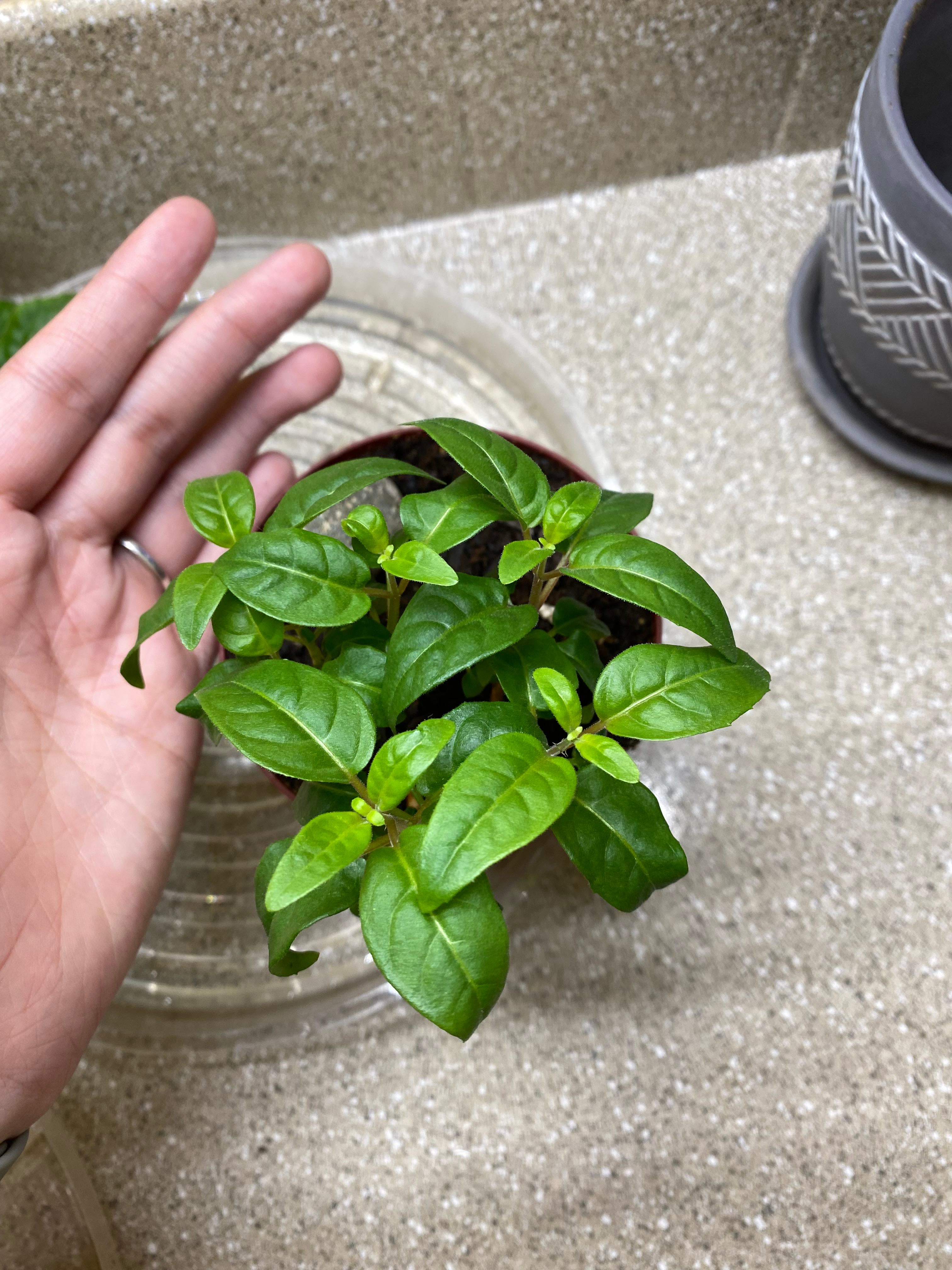 The Complete Fuchsia 'Ddfgg' Plant Care Guide: Water, Light & Beyond