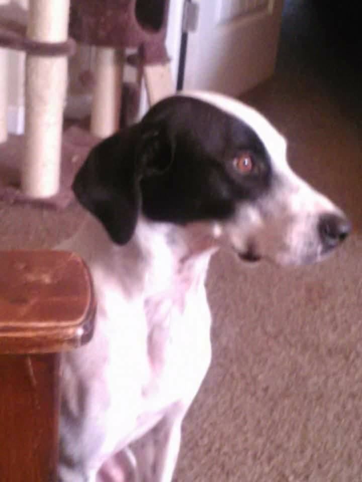 🌹 Step-by-Step Guide to Choosing Green Rose Varieties