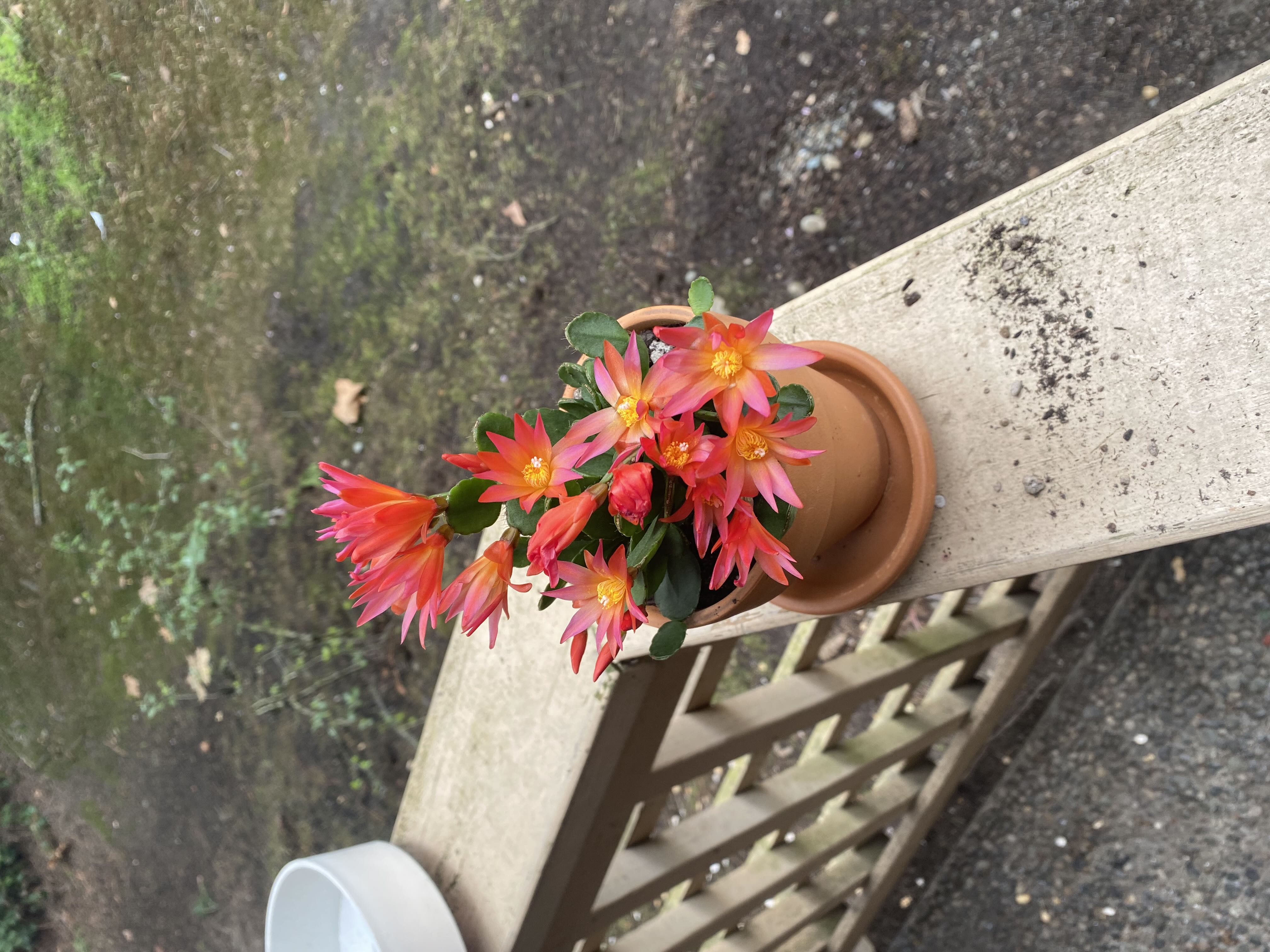 🥚 How Do I Propagate My Easter Cactus