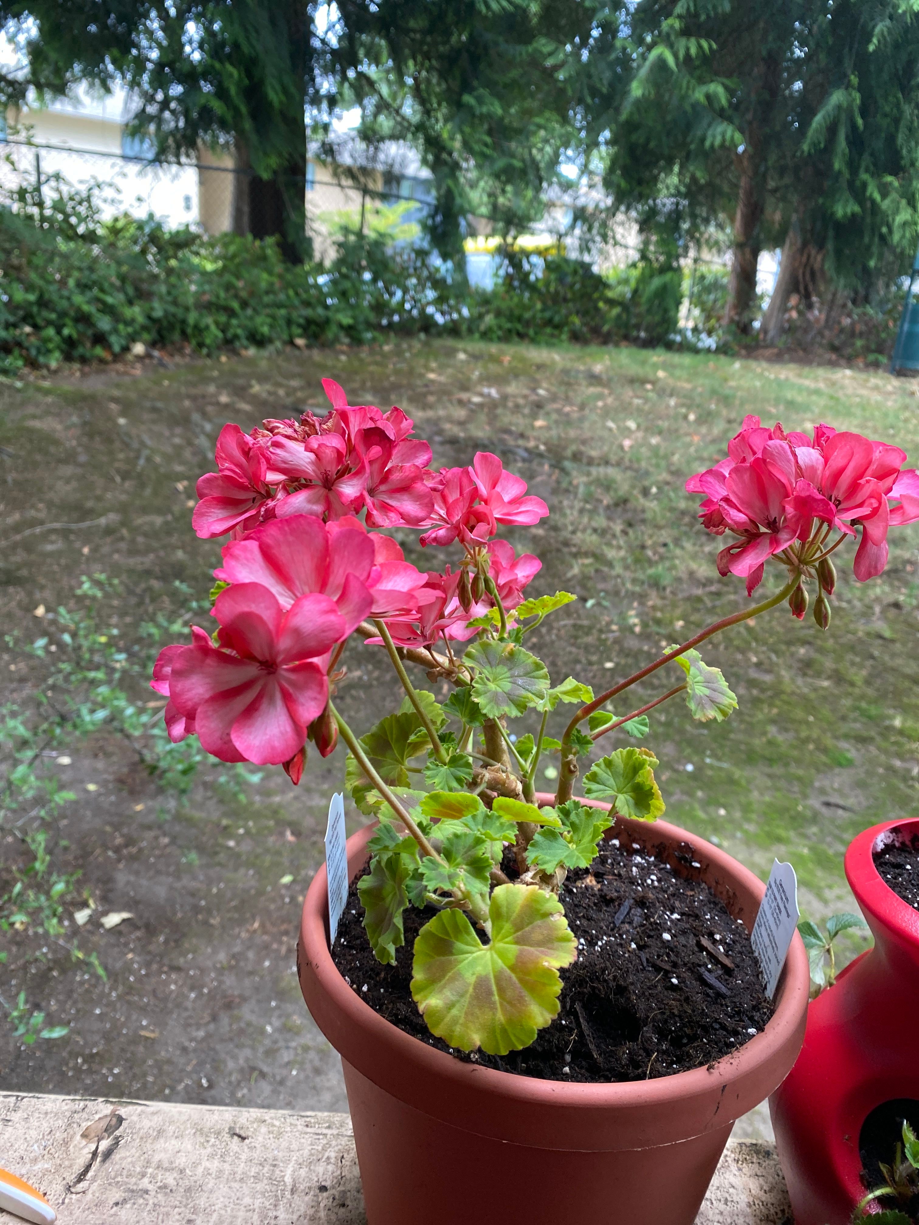 I’m new to geraniums can I get some advice on how to take...