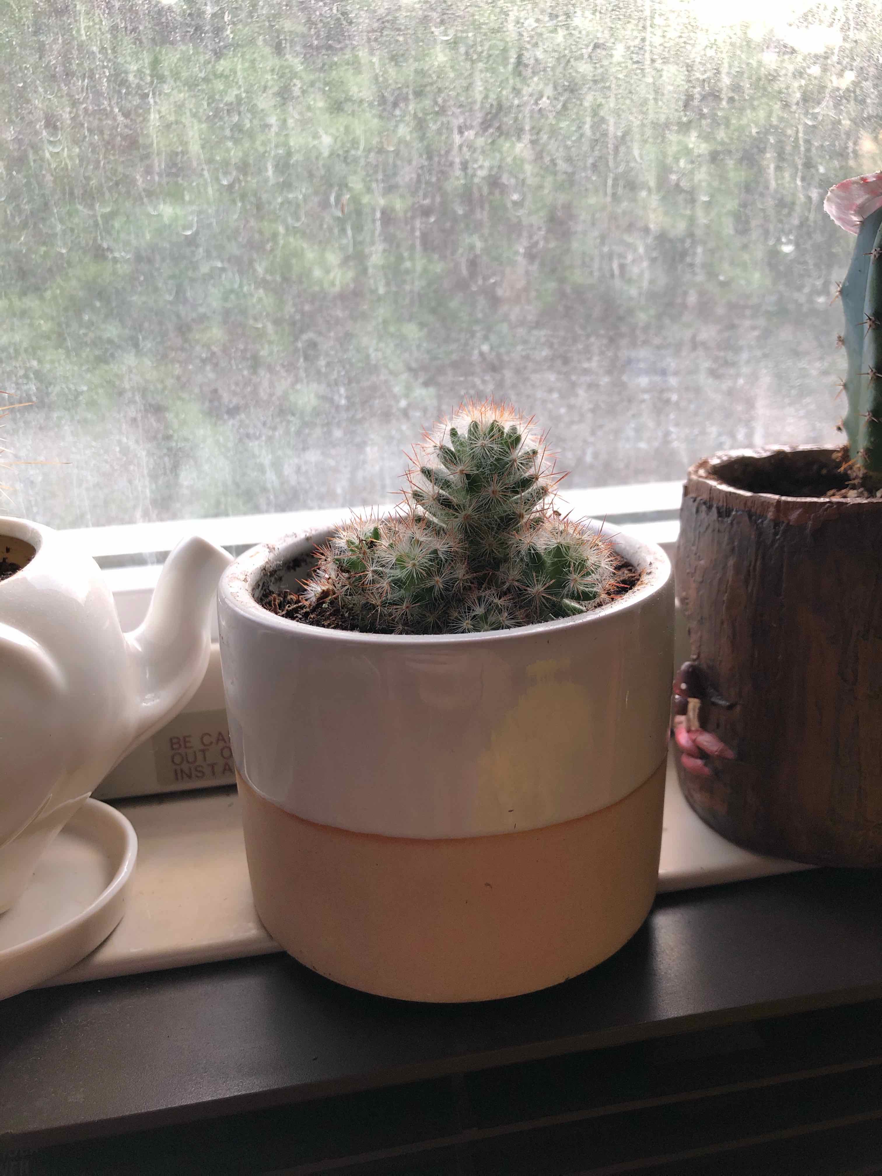 Why Are My Silver Cluster Cactus Leaves Curling?