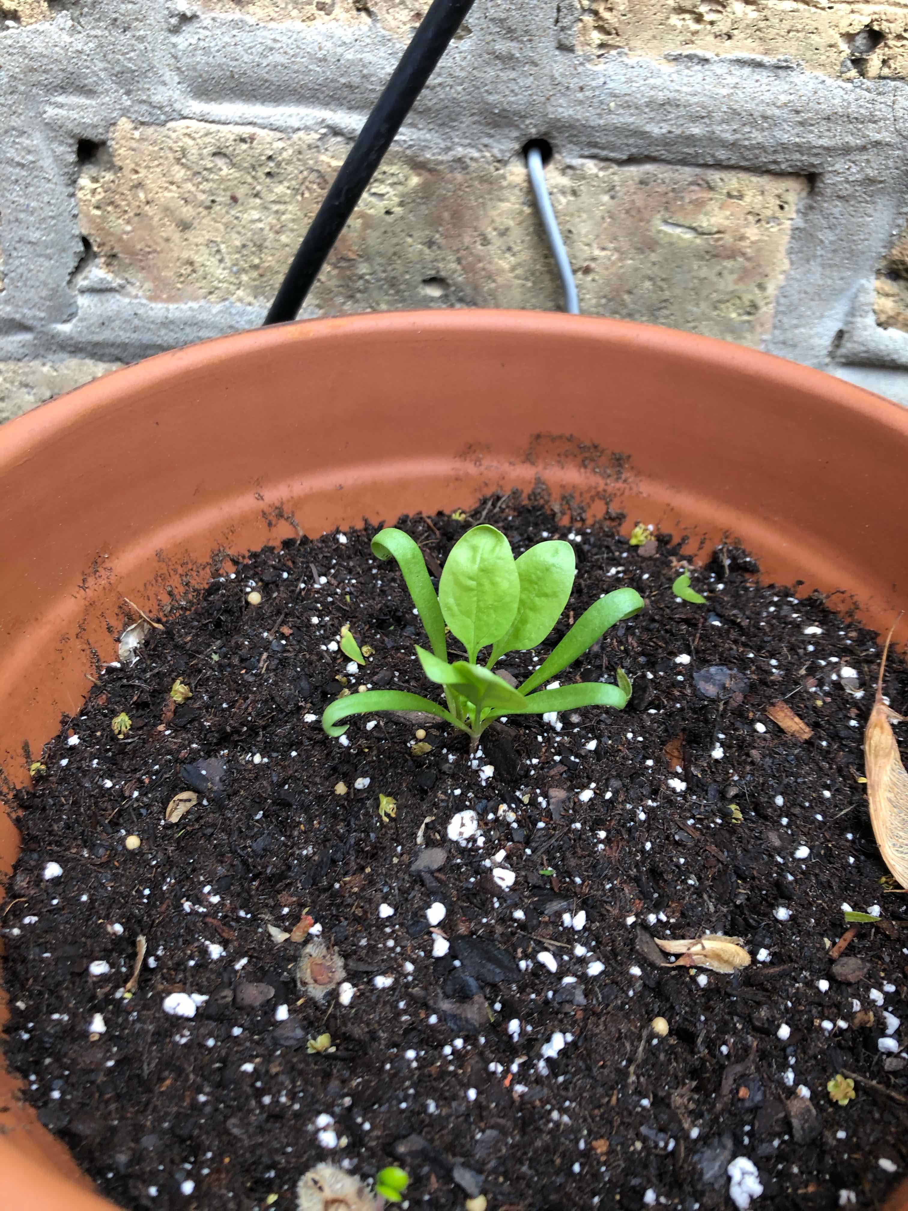 Spinach - Ultimate Guide to Fertilizing