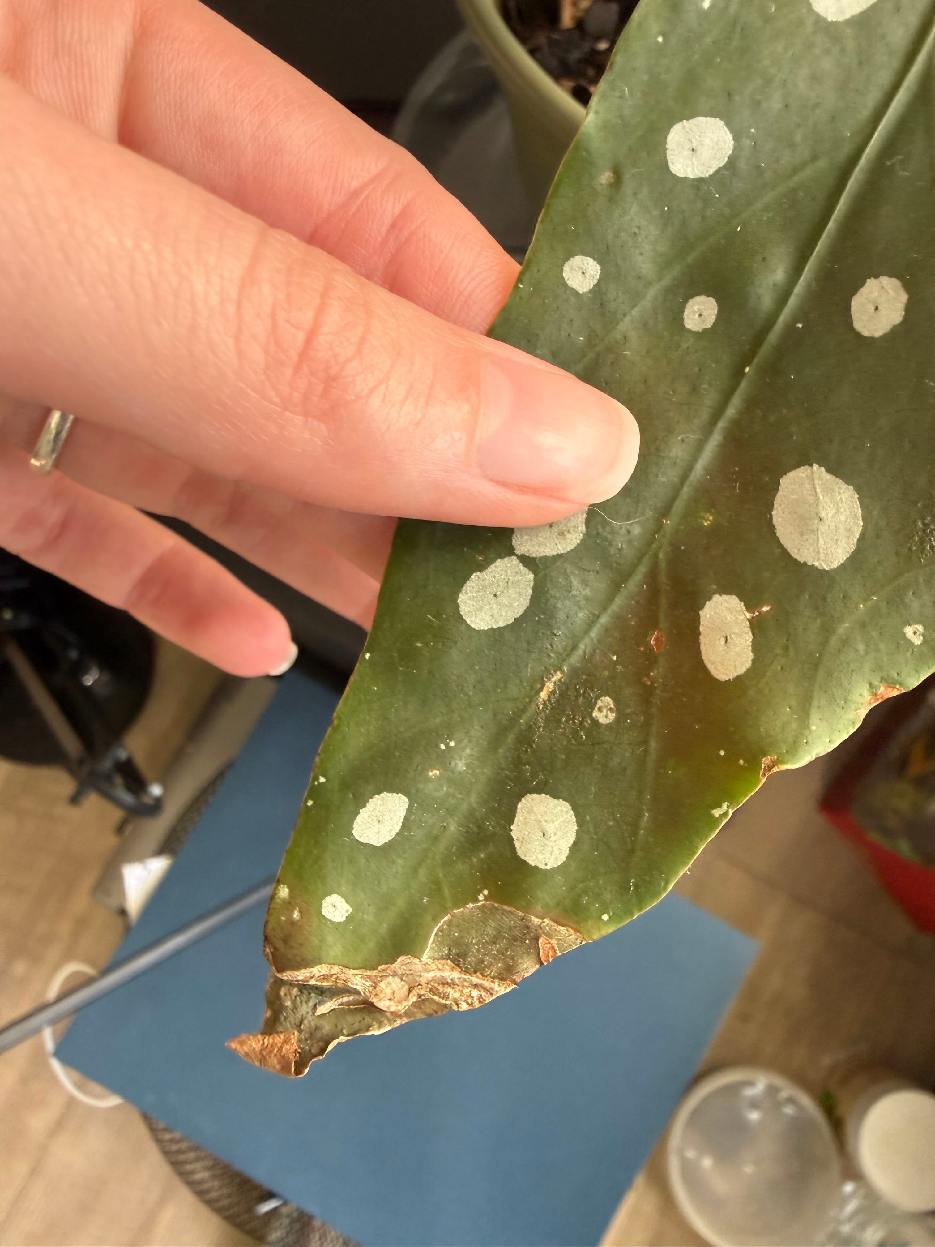 Begonia 'Erythrophylla Helix' Plant Care: Water, Light, Nutrients ...