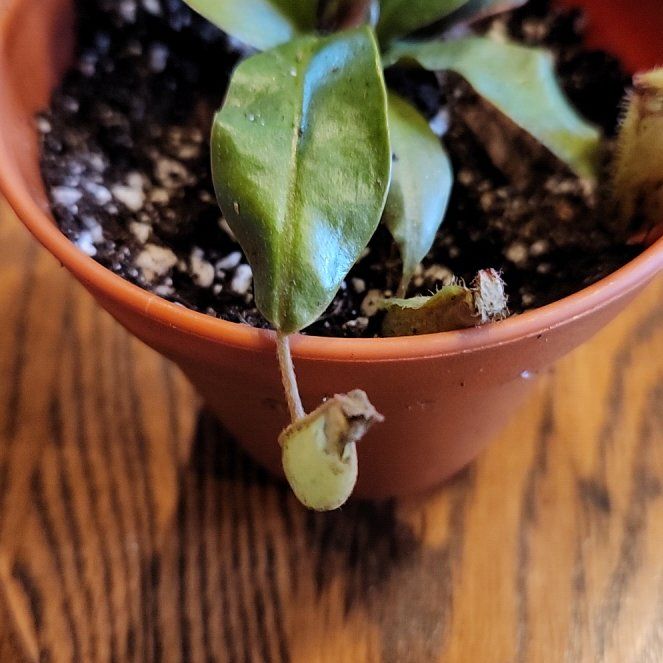 Nepenthes Lady Luck Plant Care: Water, Light, Nutrients | Greg App 🌱