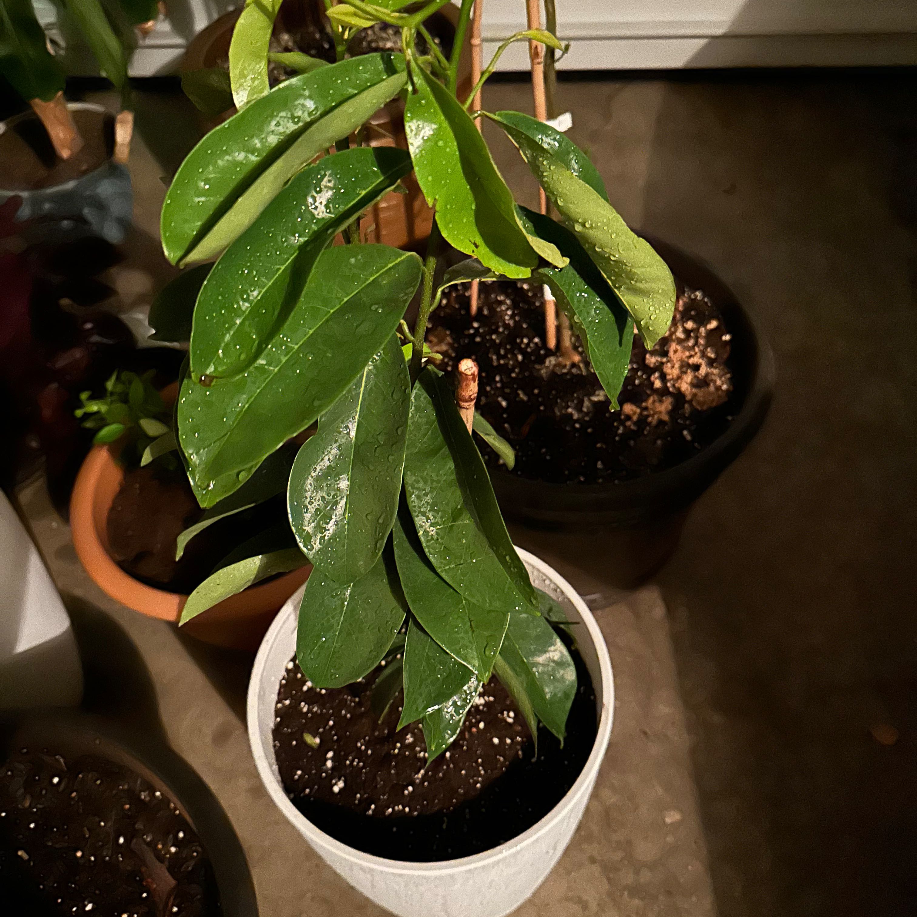 Homer | A plant by @YernImpatiens on Greg