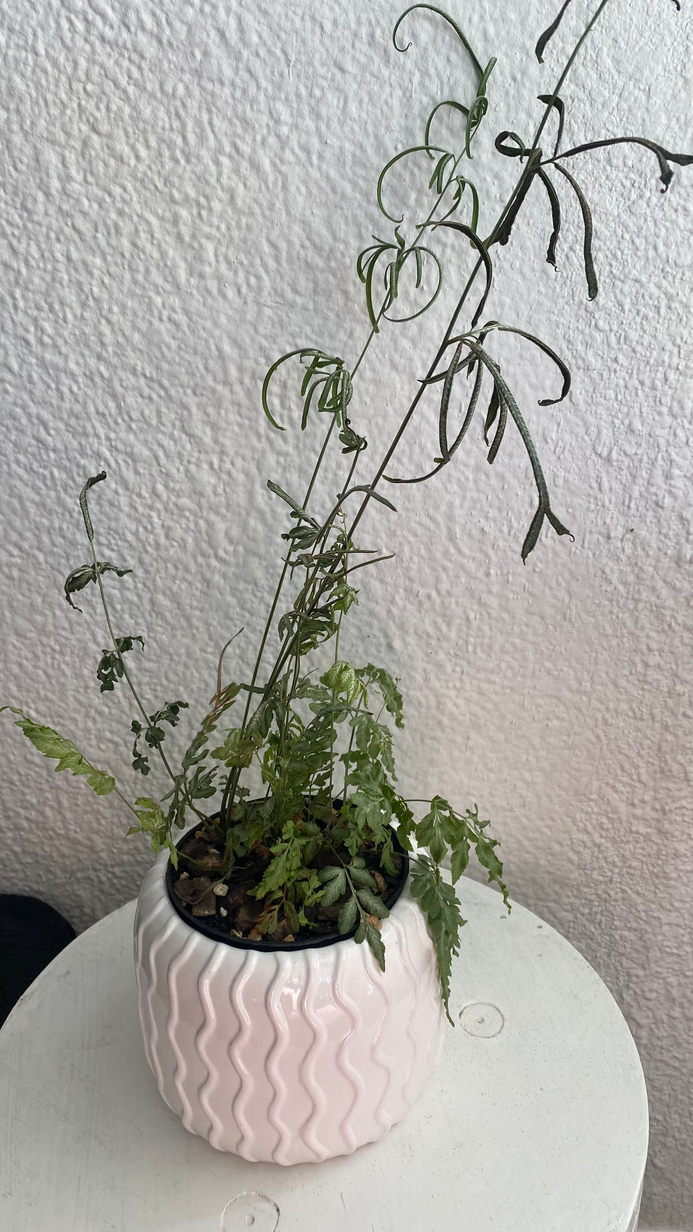 Ultimate Guide to Fixing Black Spots on Silver Lace Fern