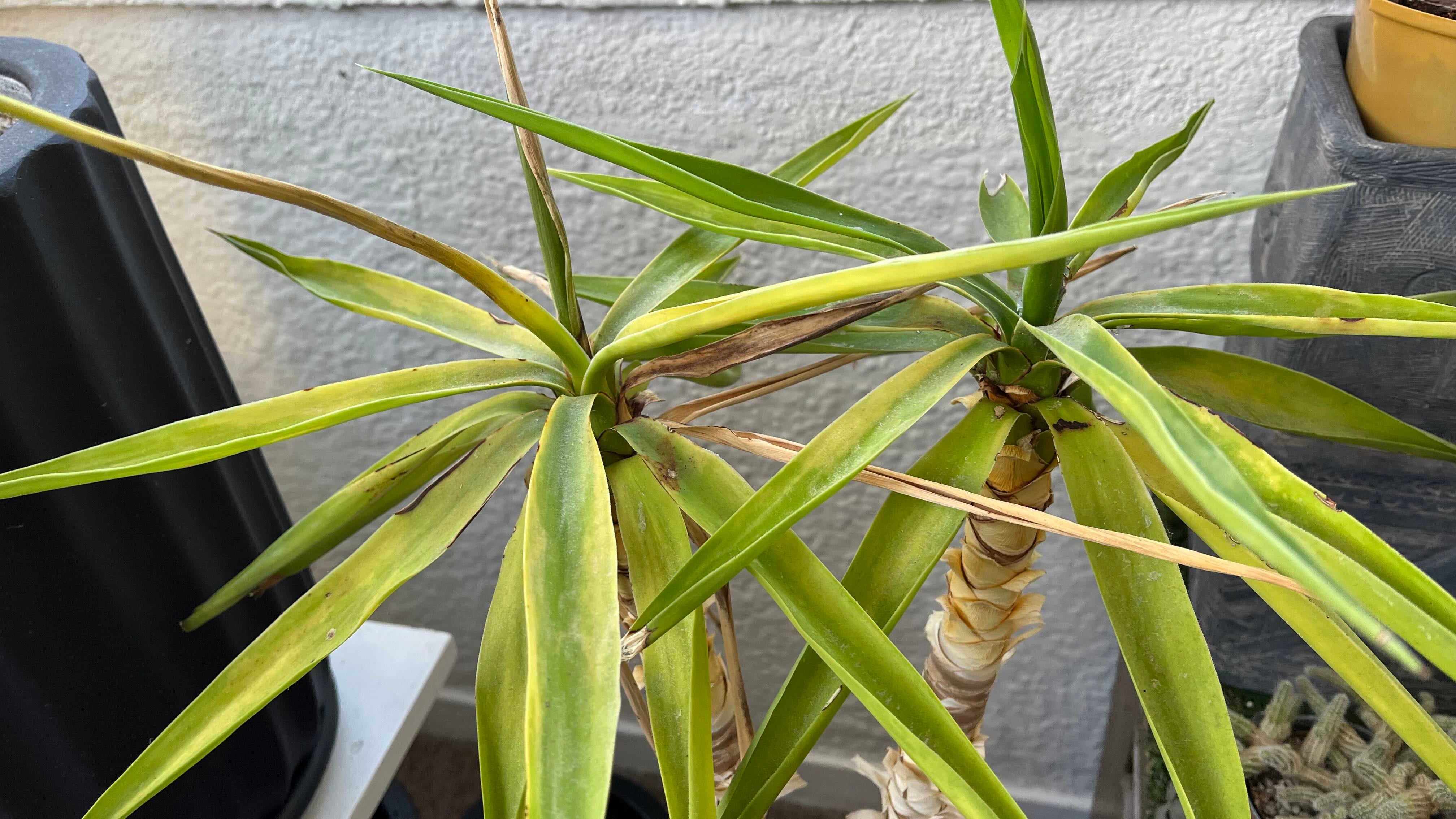 7 Do's and Don'ts of Growing Yucca 'Color Guard' 🌵
