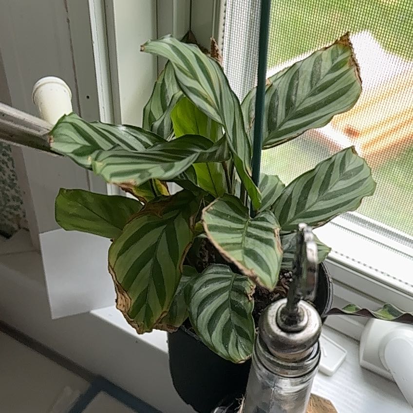 Delilah | A plant by @SuperbRadish on Greg