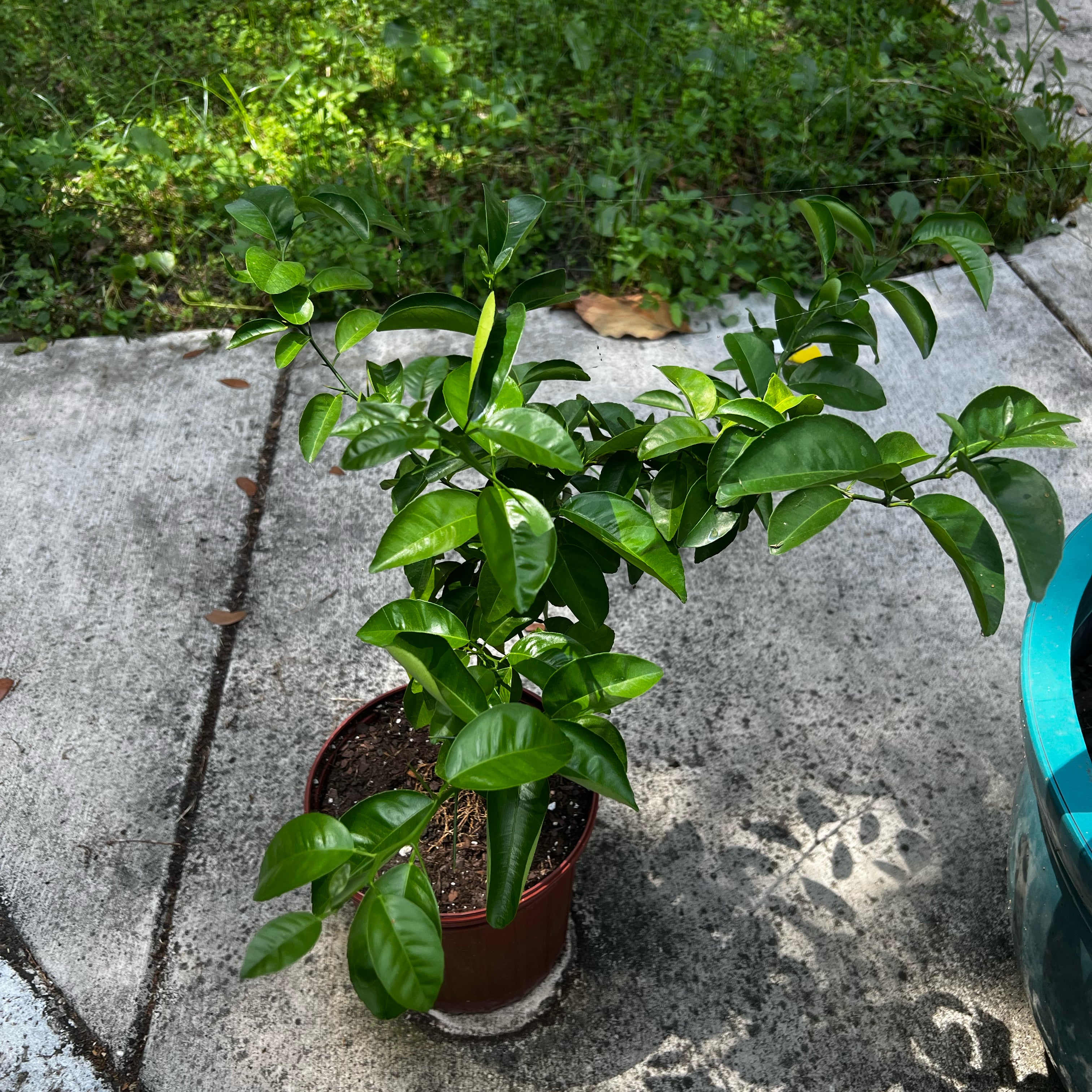 🍊 Choosing Fertilizer For My Mandarin Orange