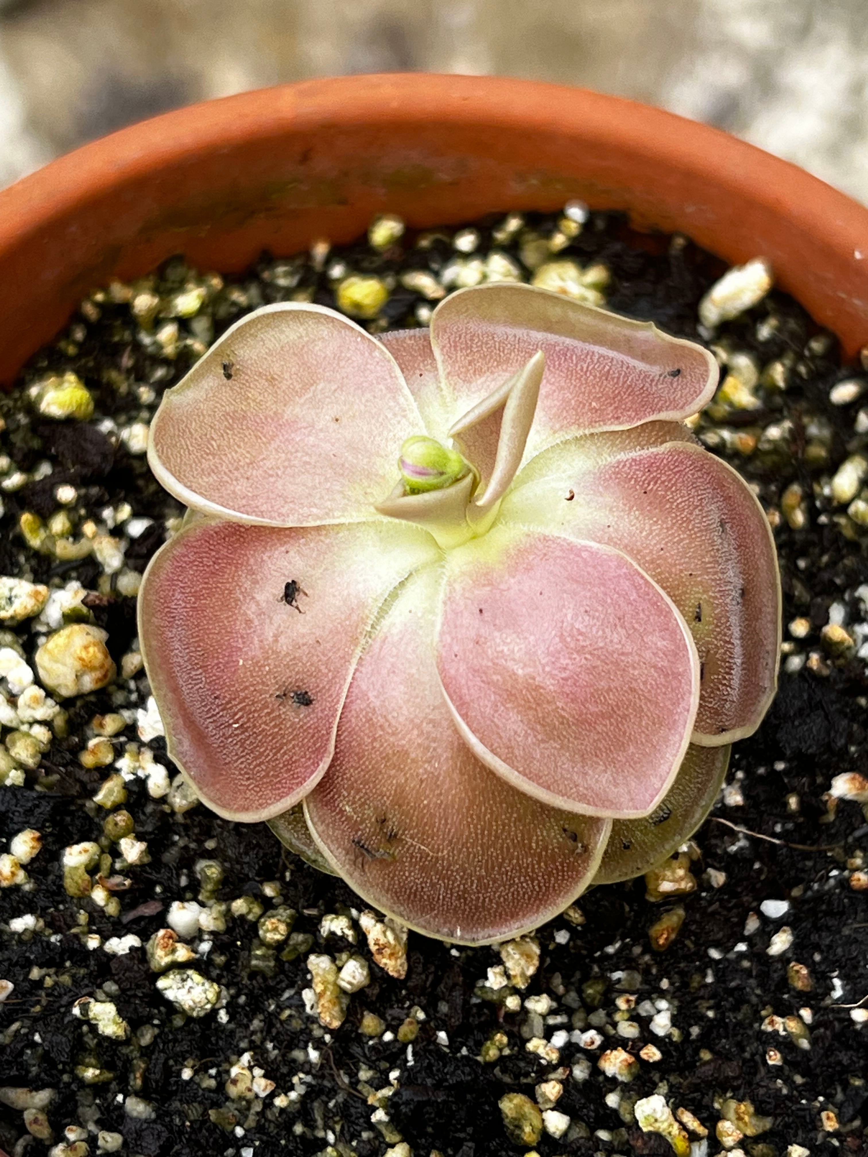 How to Care for Scully's Butterwort: Mastering Water, Sunlight & More