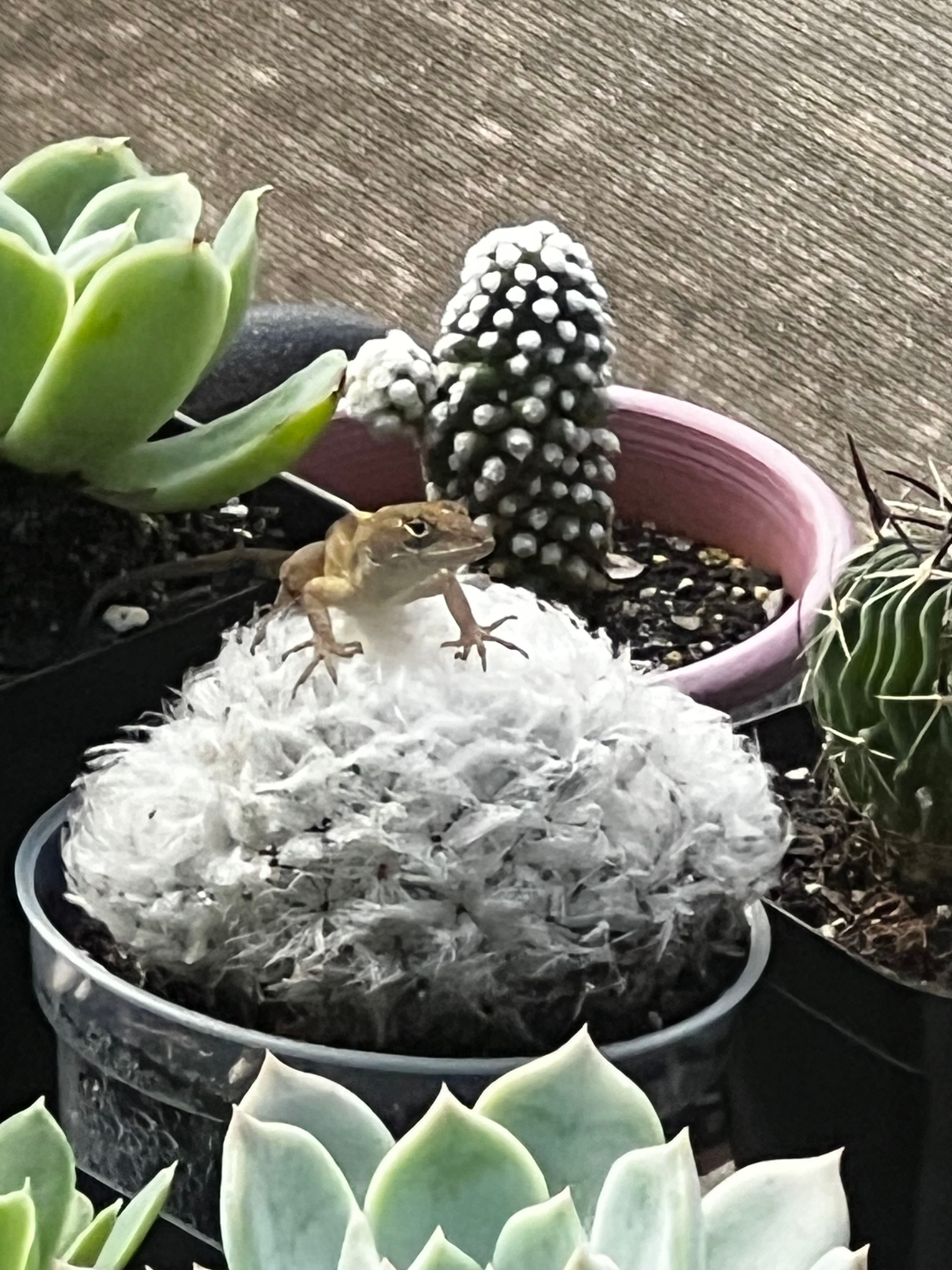 Keep Your Red-Headed Irishman Alive: Light, Water & Care Instructions