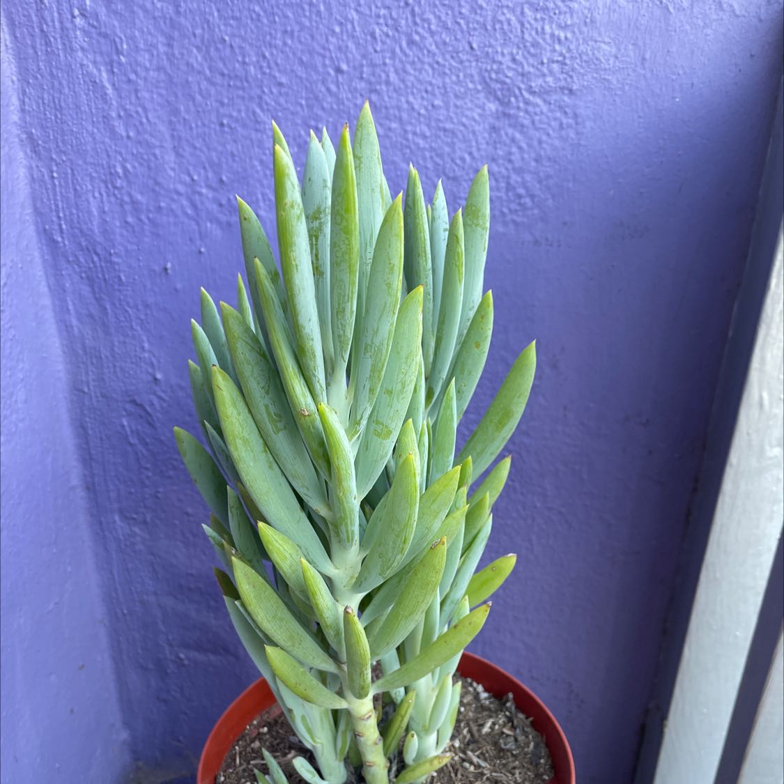 How Do I Propagate My Skyscraper Senecio?