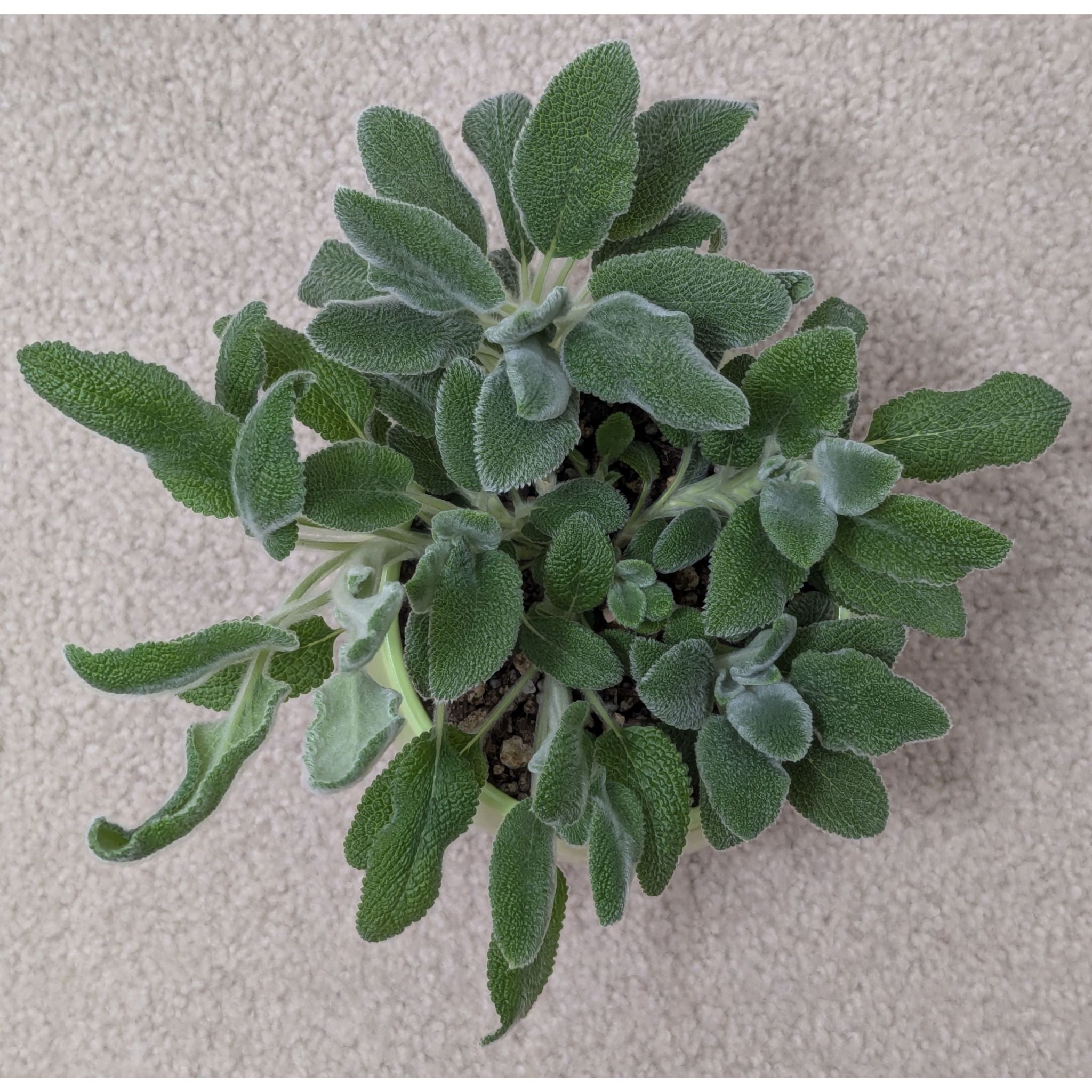 Midge | A plant by @Queenazowski on Greg