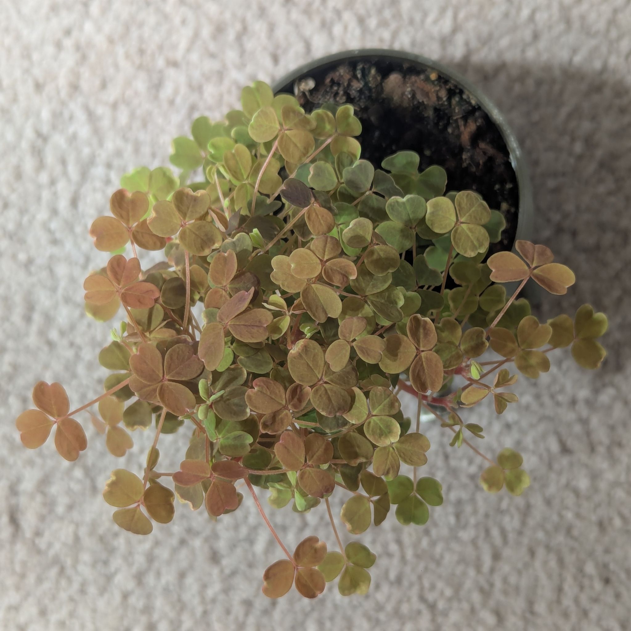 Oxalis 'Sunset Velvet' Plant Care: Water, Light, Nutrients | Greg App 🌱