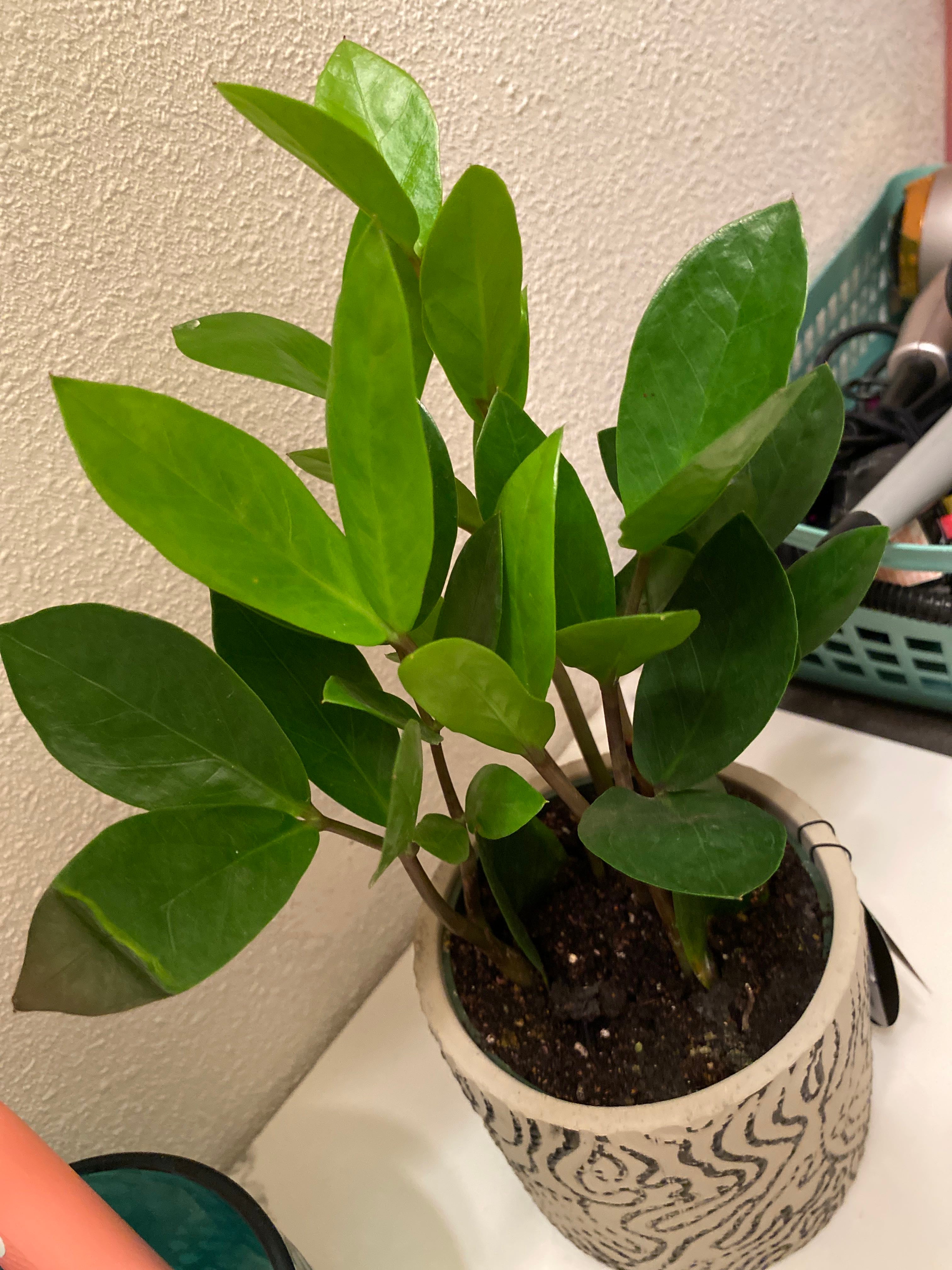 The Complete ZZ Plant Plant Care Guide: Water, Light & Beyond