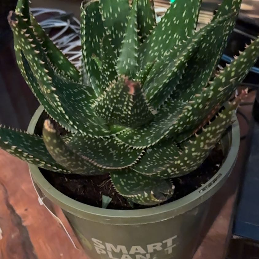 Aloe 'Apache' Plant Care: Water, Light, Nutrients | Greg App 🌱