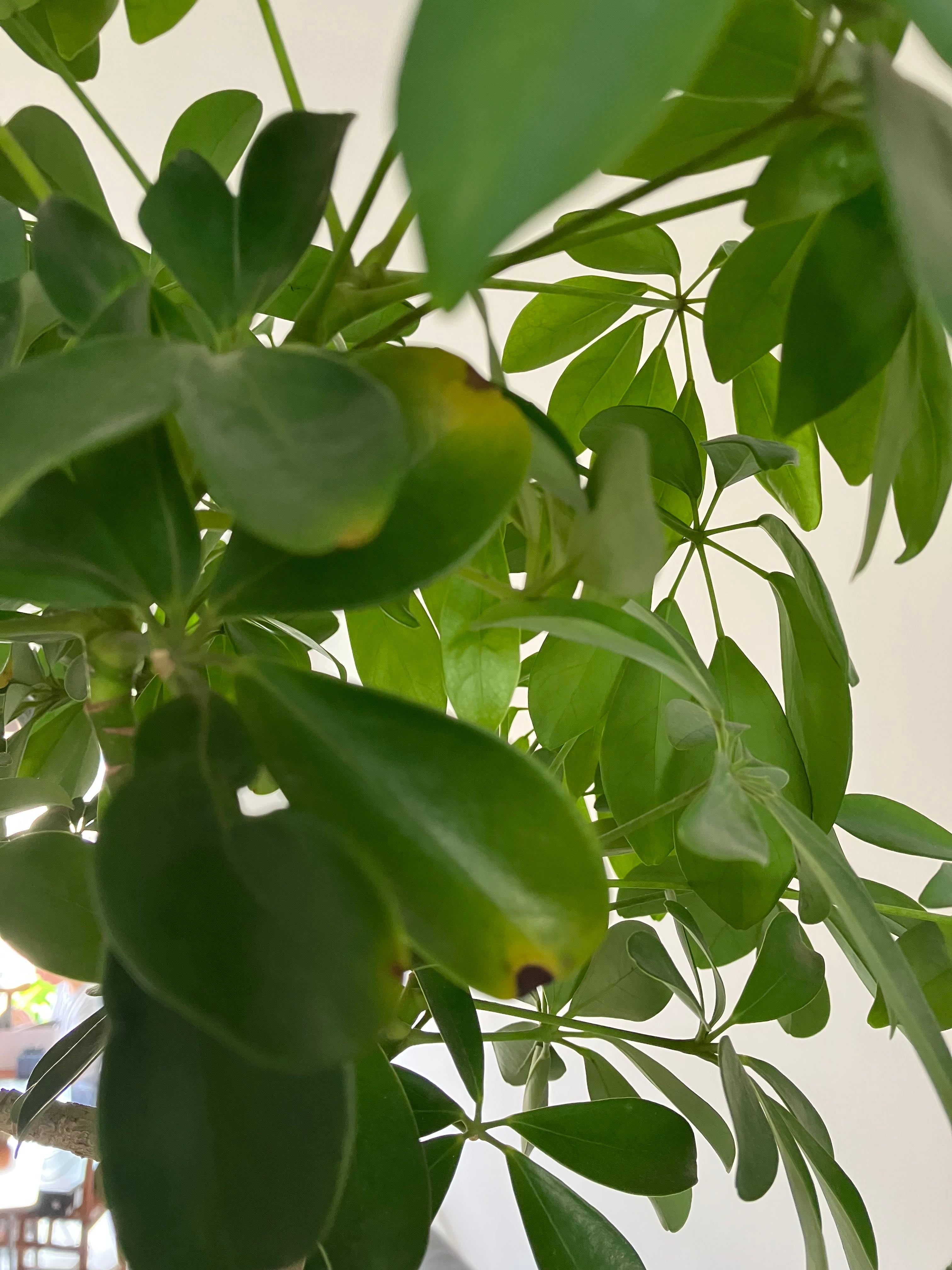 Dwarf Umbrella Tree Plant Care: Water, Light, Nutrients | Greg App 🌱