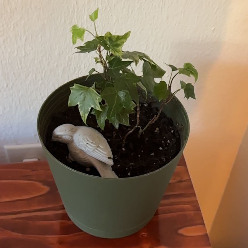 Emerson | A plant by @ModernKudulily on Greg