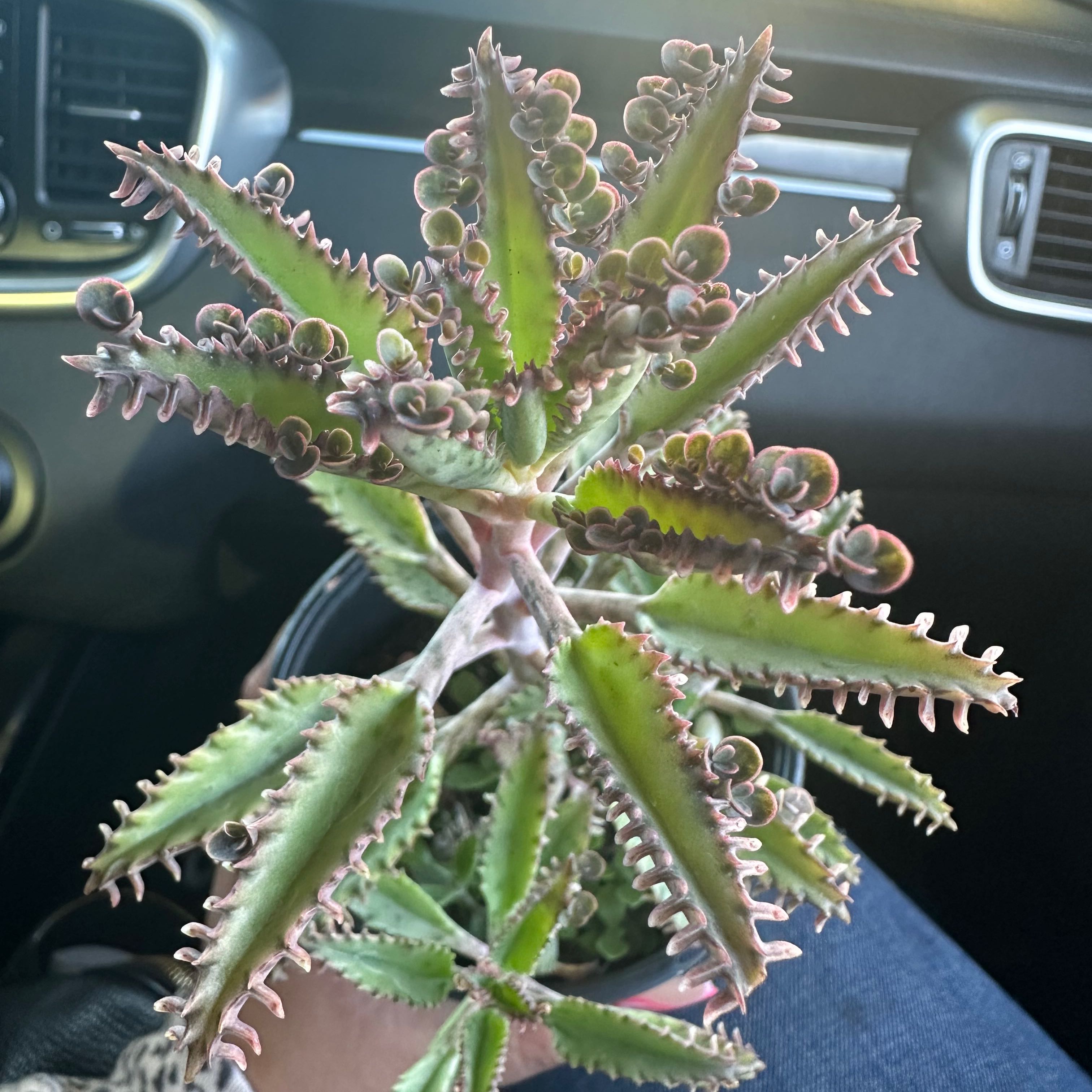 🐞 What Are The Bugs on My Houghton's Hybrid?