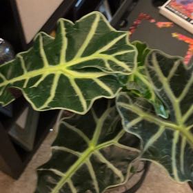 Athena | A plant by @ProminentMira on Greg