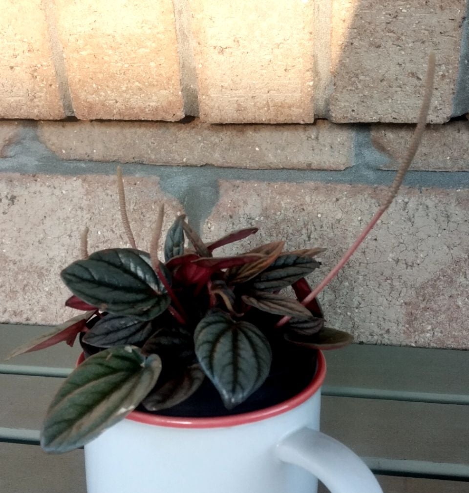 Keep Your Peperomia marmorata Alive: Light, Water & Care Instructions