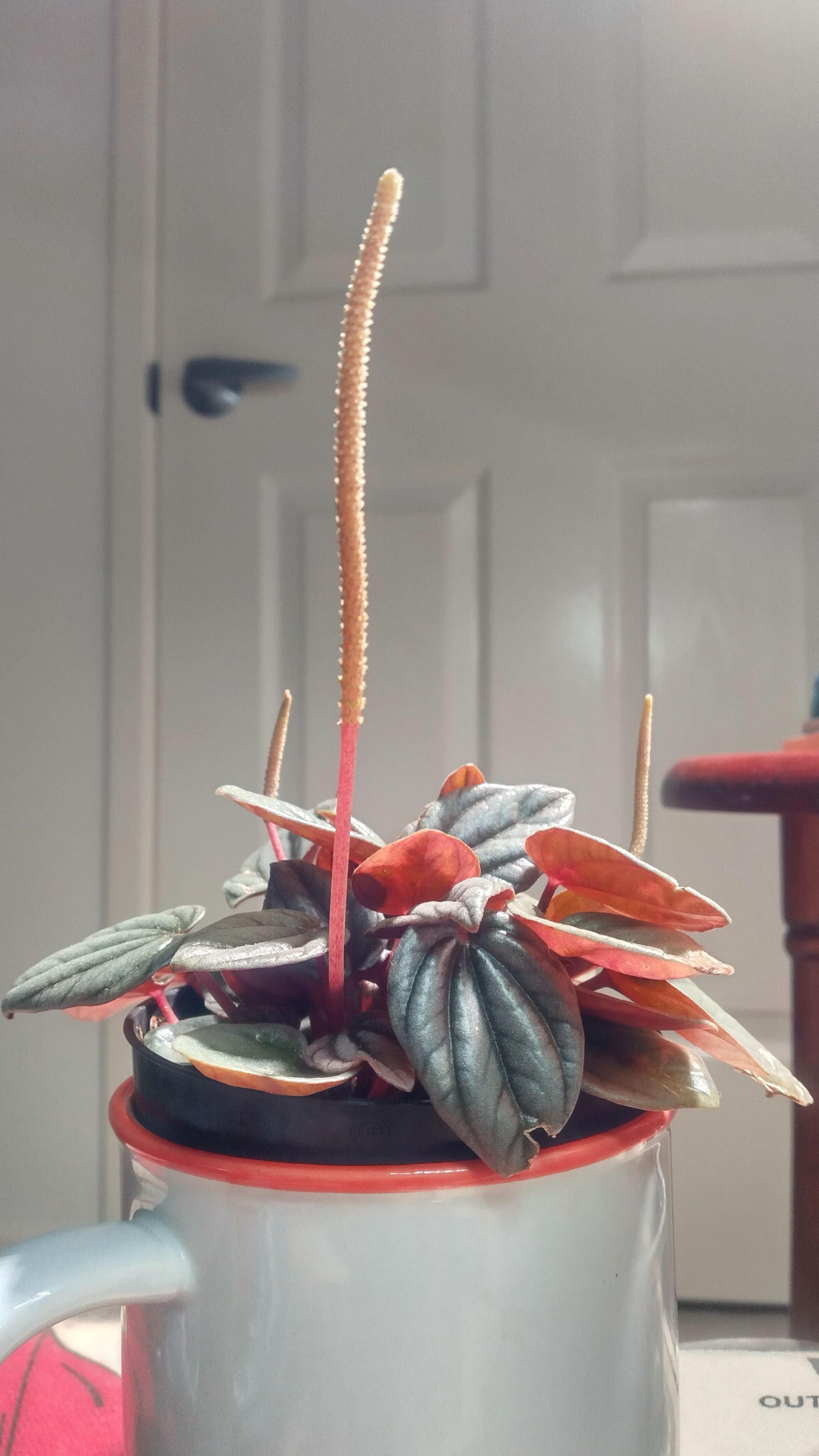 Peperomia marmorata Care 101: Water, Light & Growing Tips