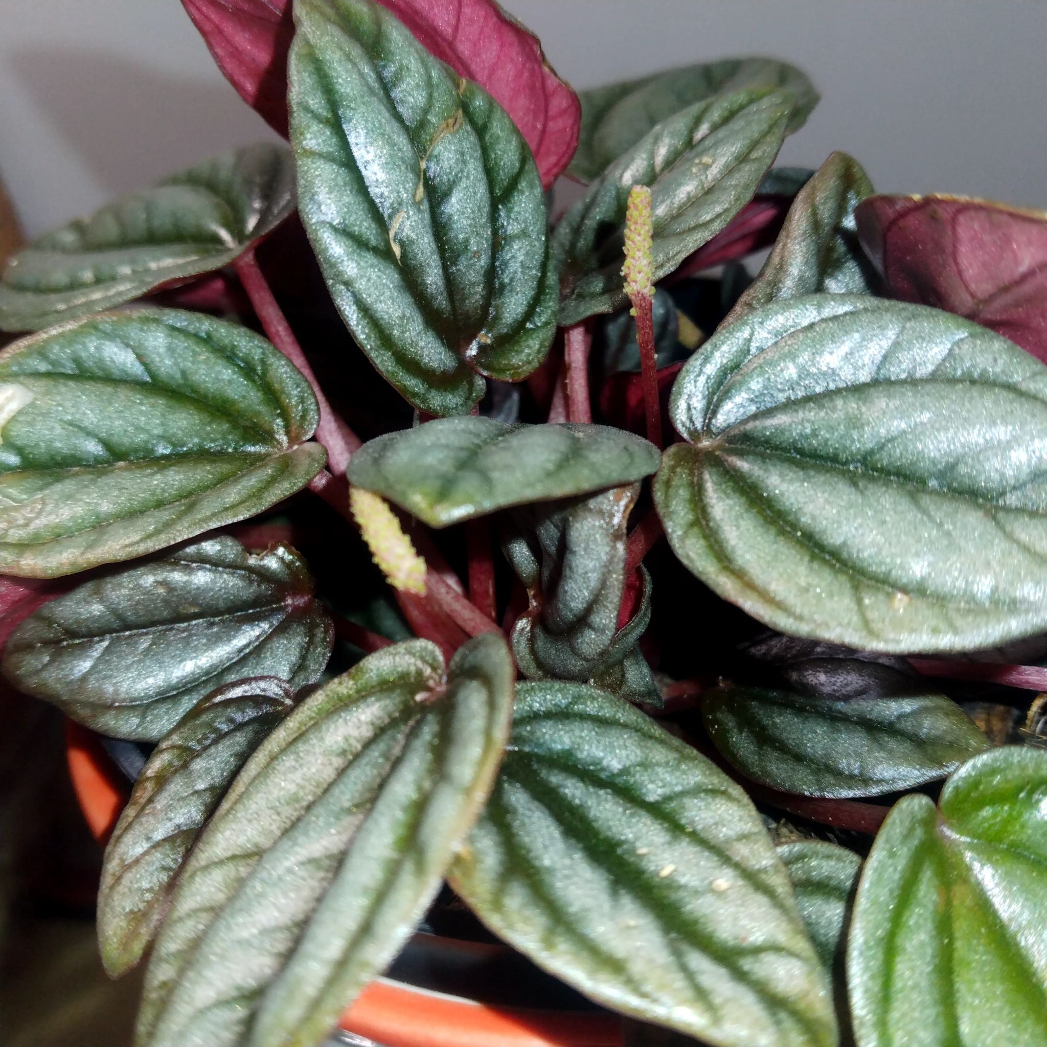 Black Spots on My Peperomia marmorata Leaves