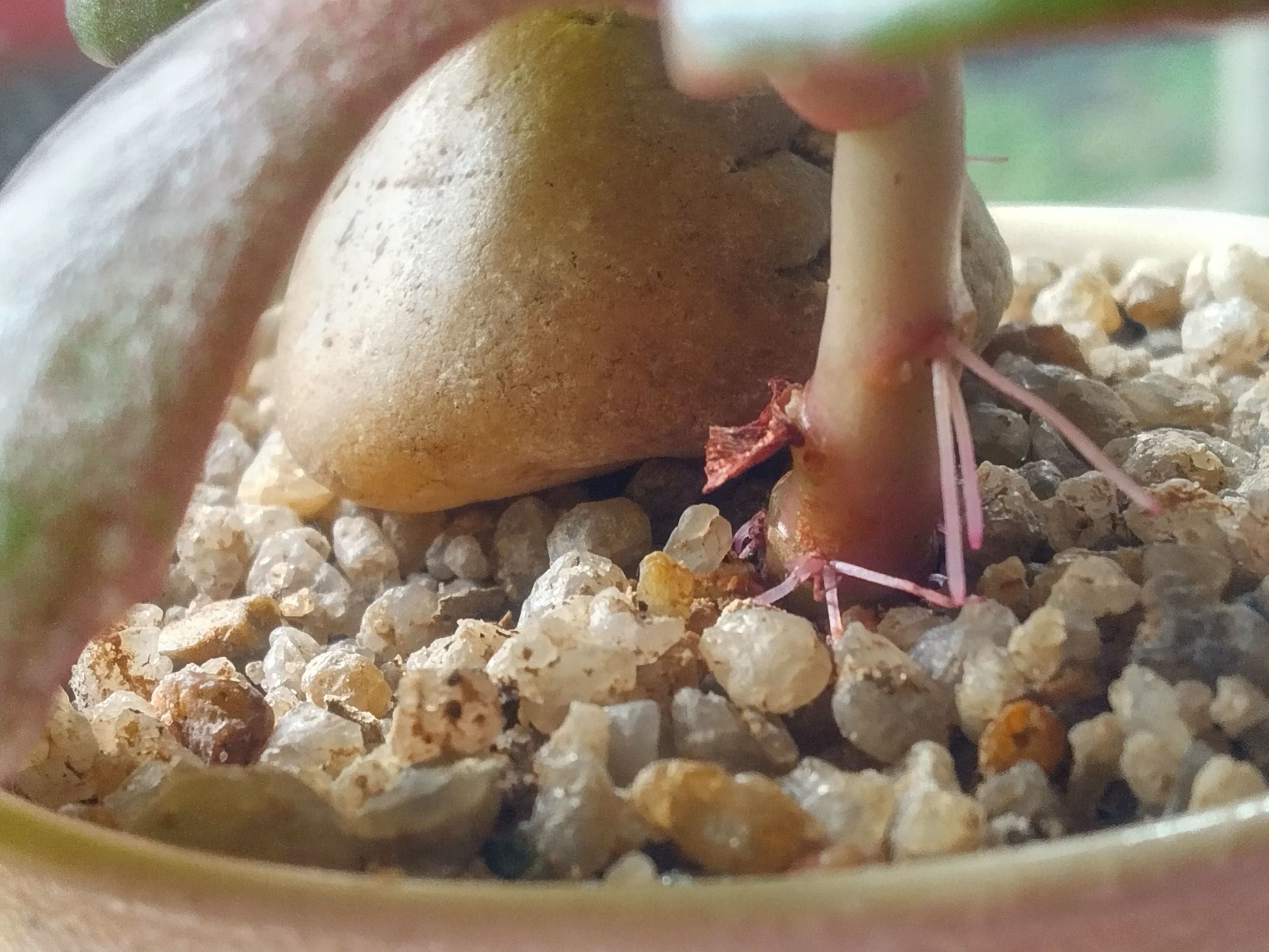 Echeveria Phyllis Collis Plant Care: Water, Light, Nutrients | Greg App 🌱