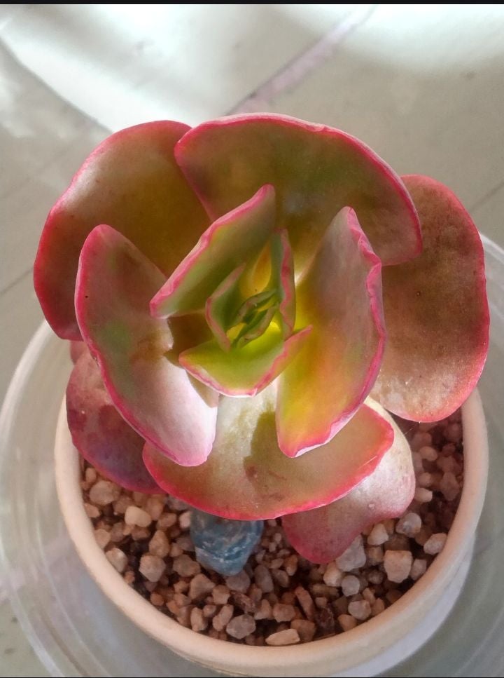 revolution Plant Care: Water, Light, Nutrients | Greg App 🌱