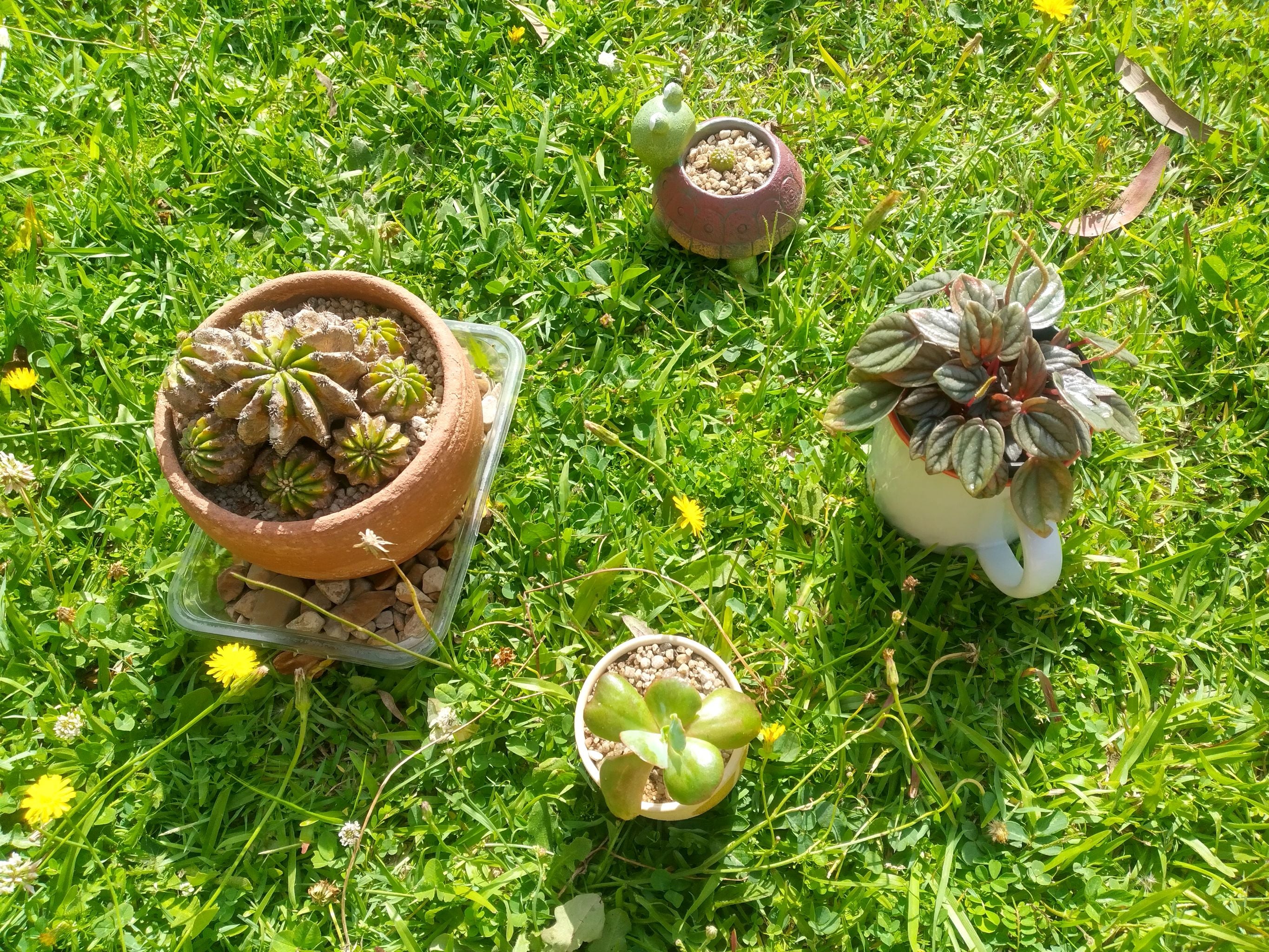 Peperomia Red Log Plant Care: Water, Light, Nutrients | Greg App 🌱