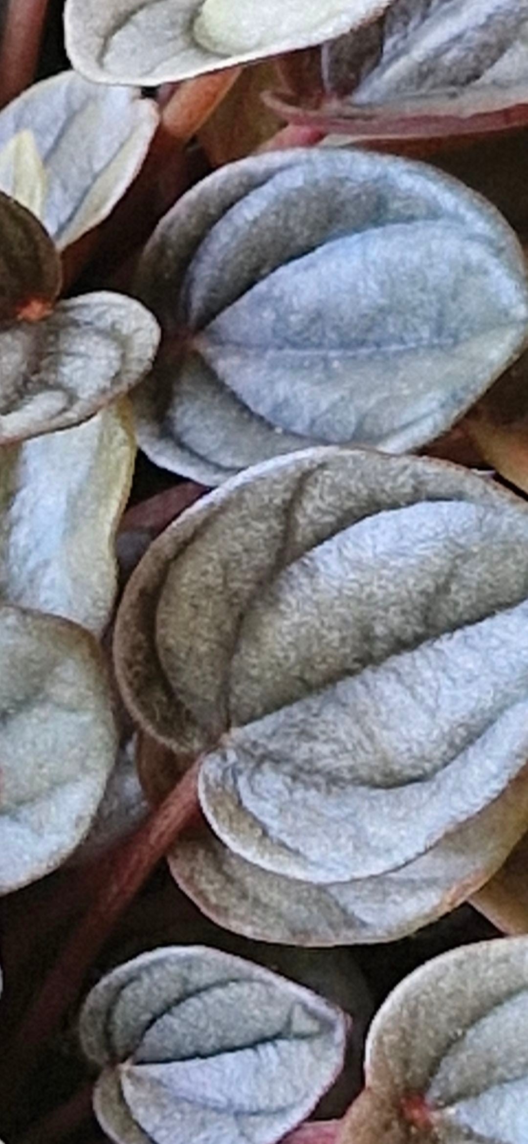 Peperomia Jitterbug Plant Care: Water, Light, Nutrients | Greg App 🌱