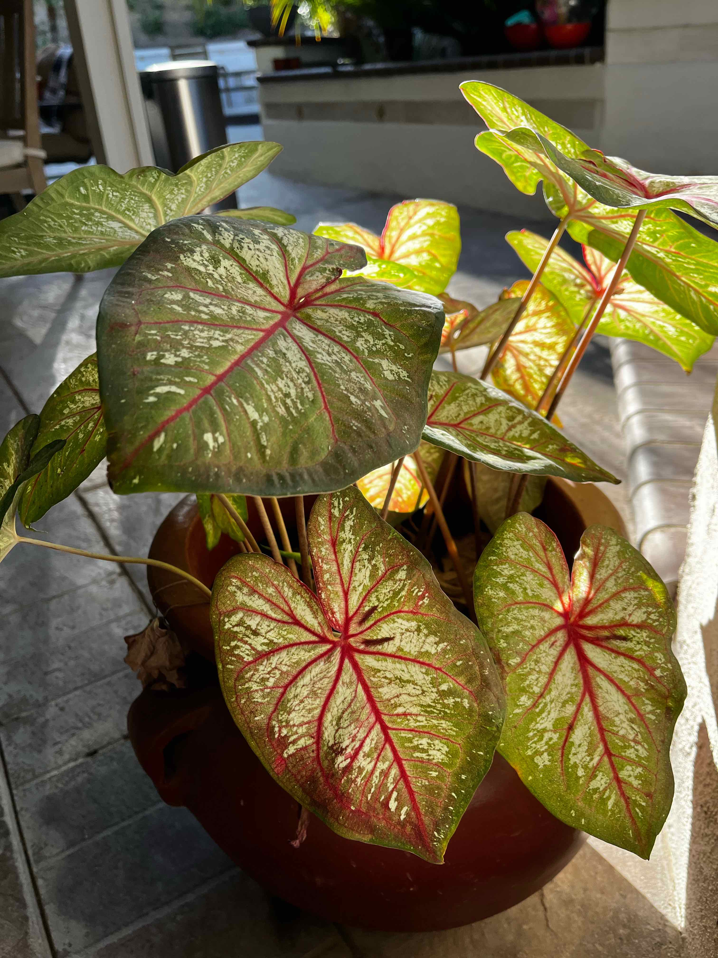 Symbolism And Benefits Of The Heart Of Jesus ️