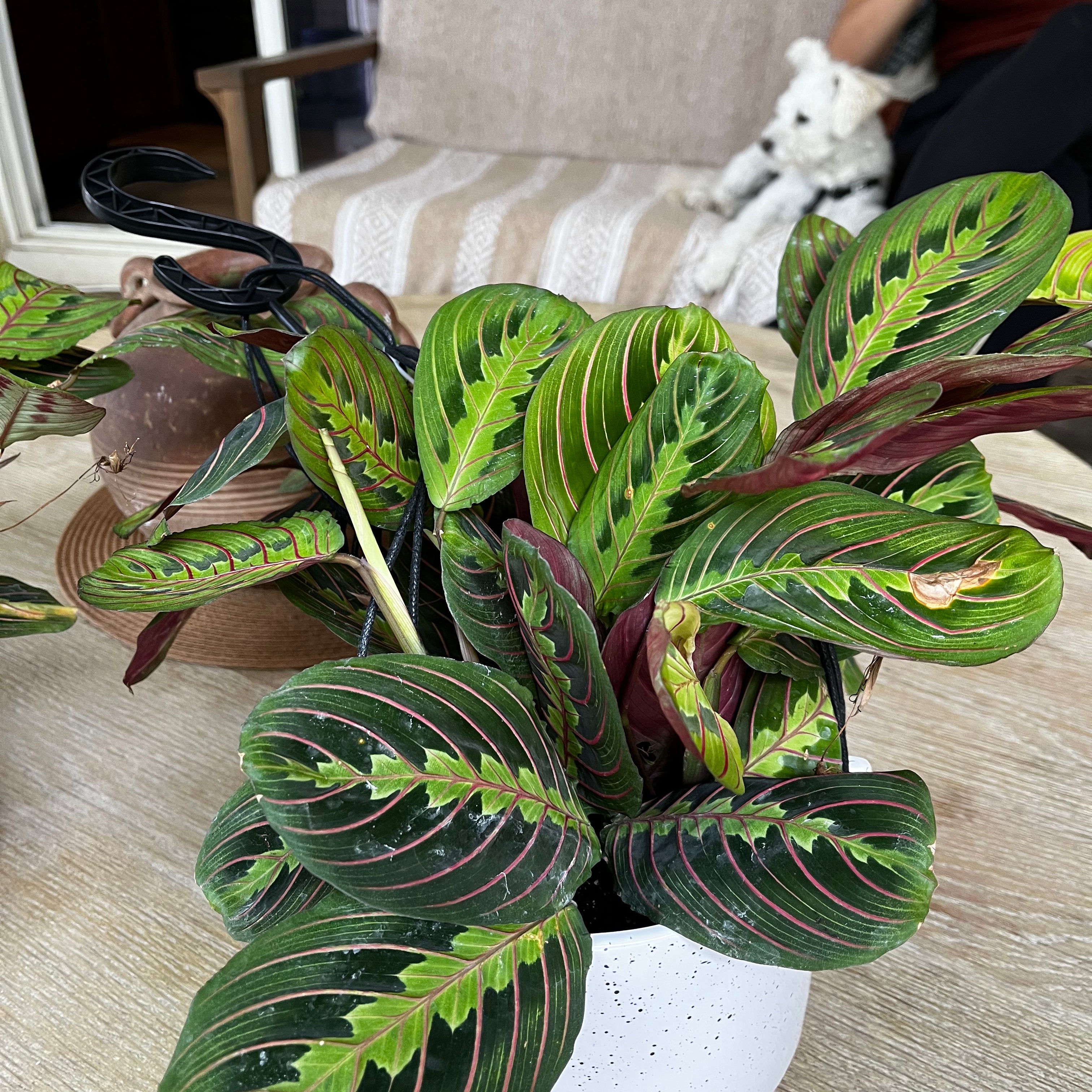 Why Are My Red Prayer Plant Leaves Droopy? 🥀