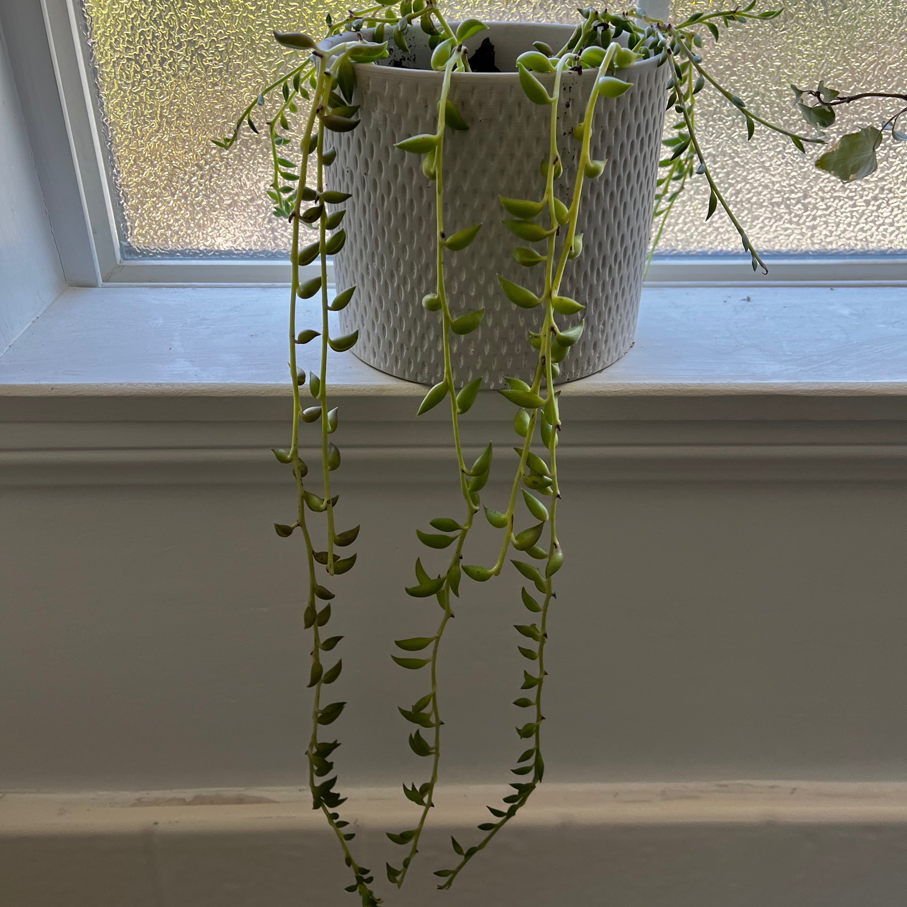 Banaenae | A plant by @Colin on Greg