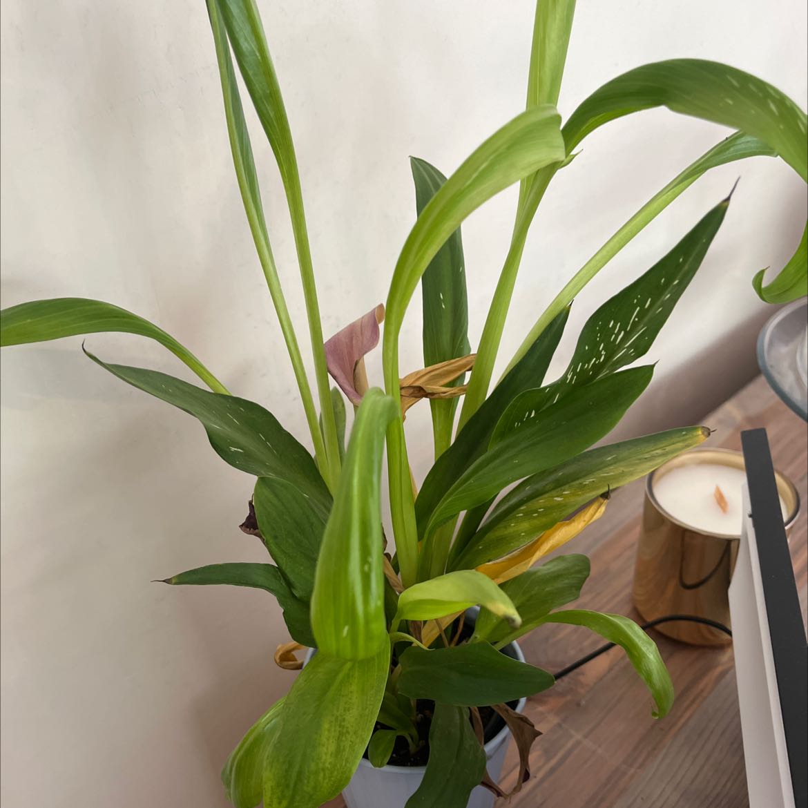 🌞 Light Requirements For Your Calla Lily By Season