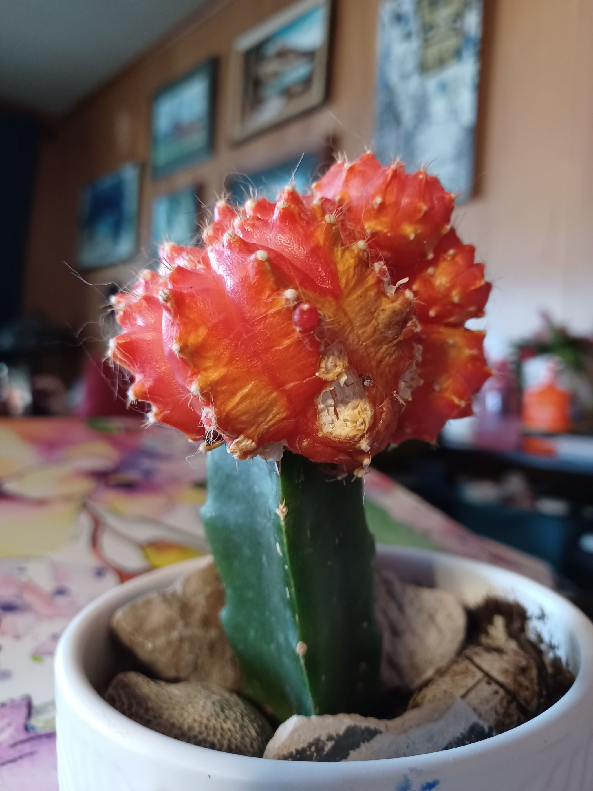 The Complete Streptocarpus 'Pretty Turtle' Plant Care Guide: Water ...