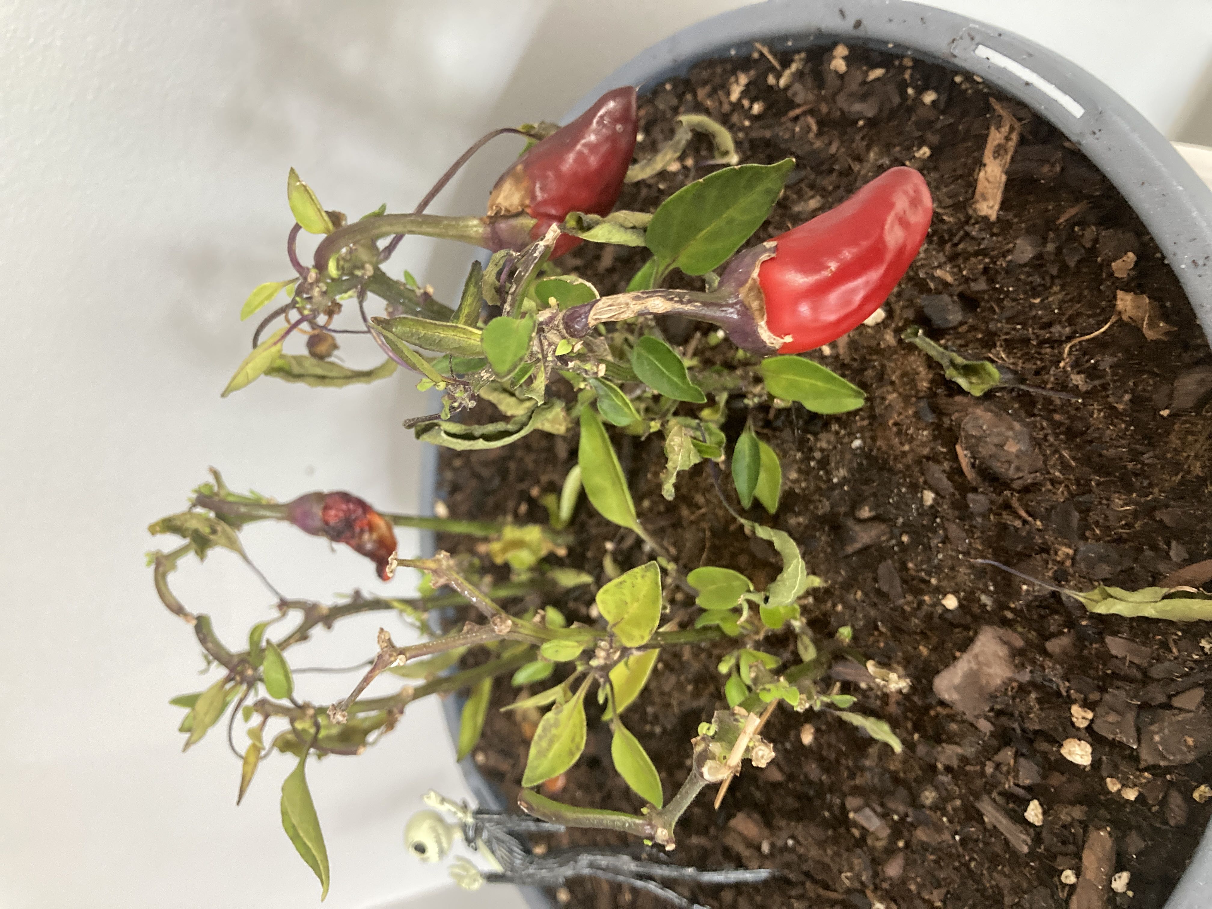 Propagating Pepper Plant: The Ultimate Guide