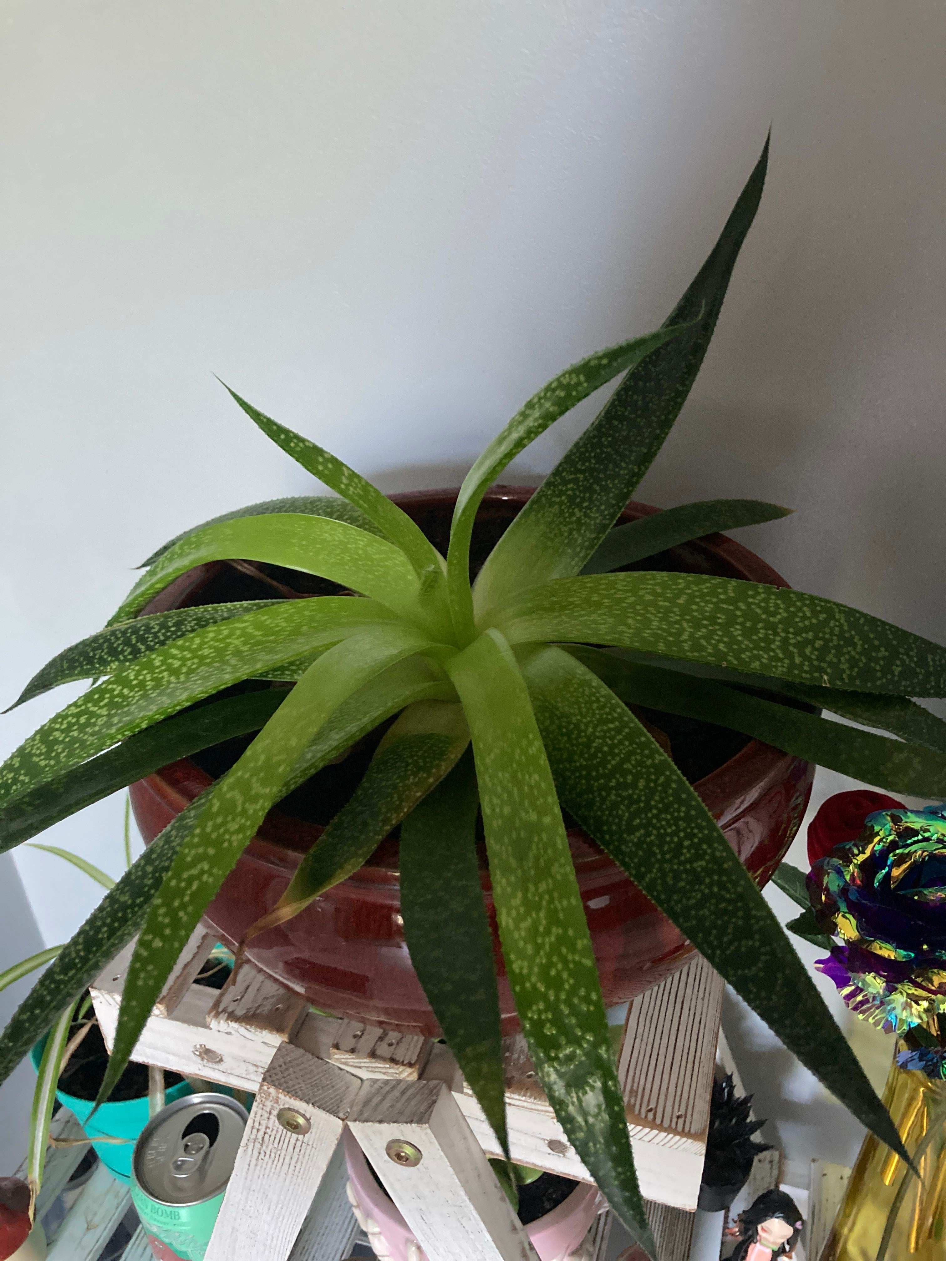 How to Care for Lace Aloe: Mastering Water, Sunlight & More