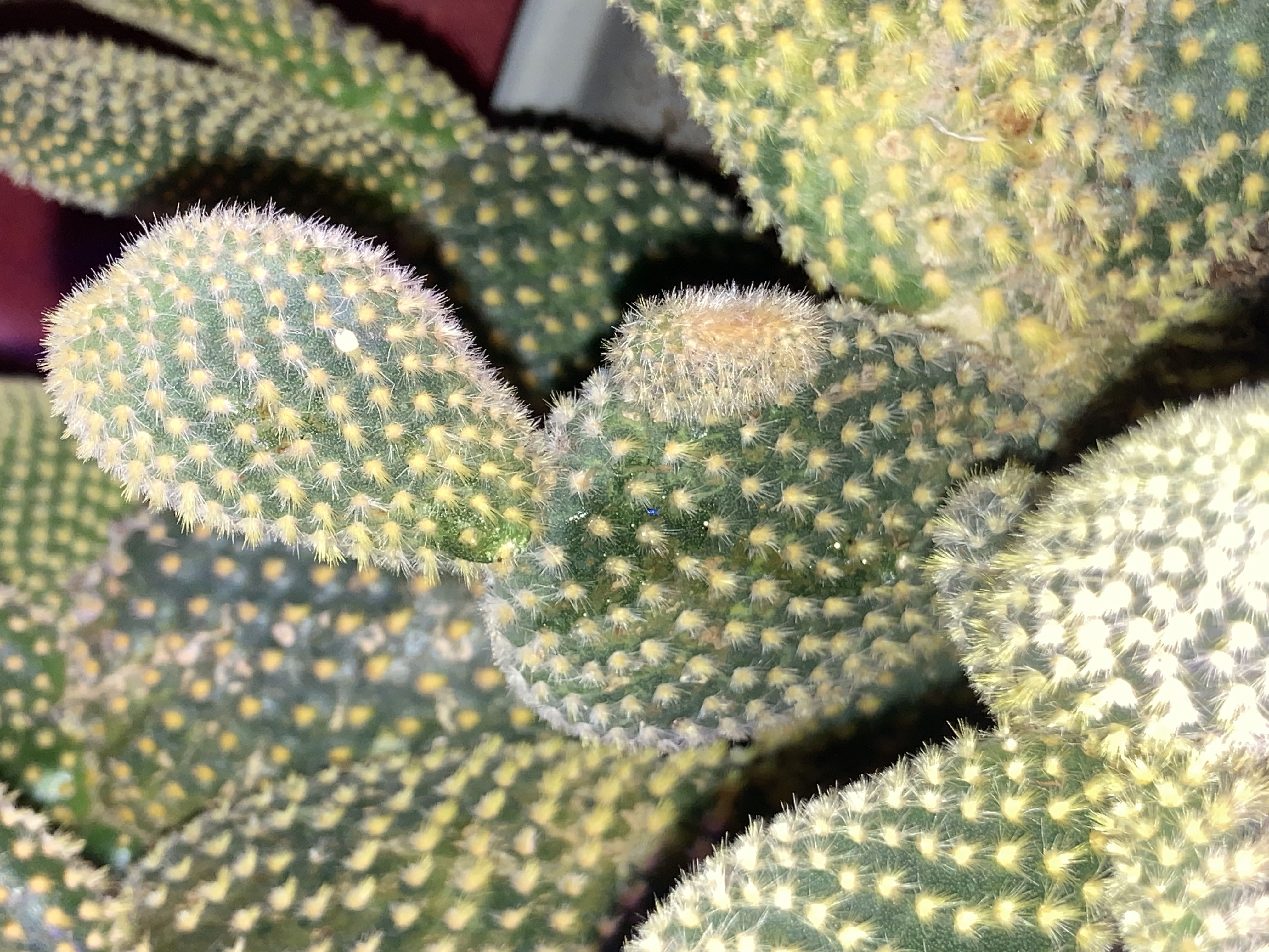Angel Wings Cactus Plant Care: Water, Light, Nutrients | Greg App 🌱