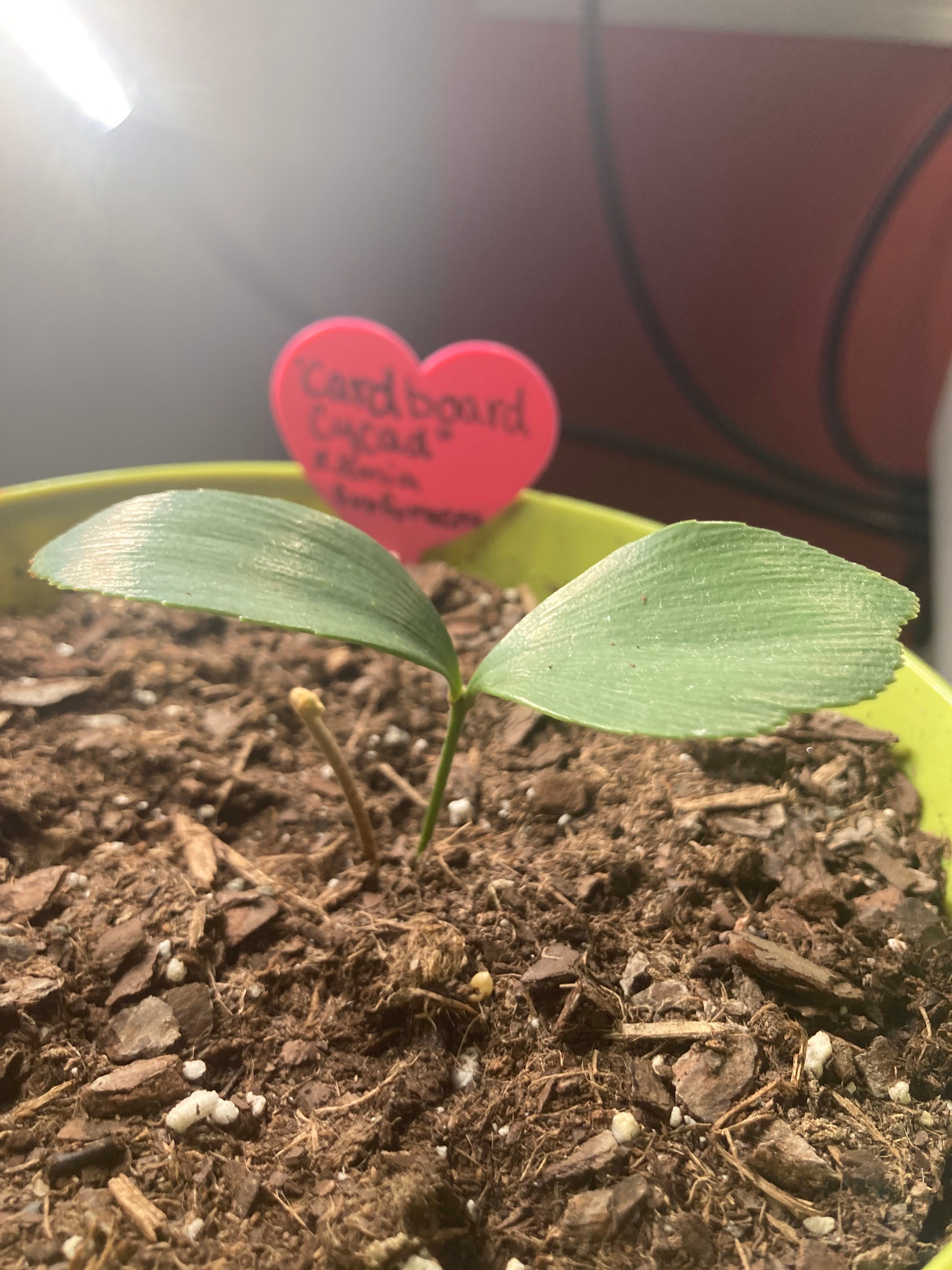 How to Care for Zamia: Mastering Water, Sunlight & More