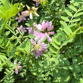 How Do I Fix Crown Vetch Root Rot?