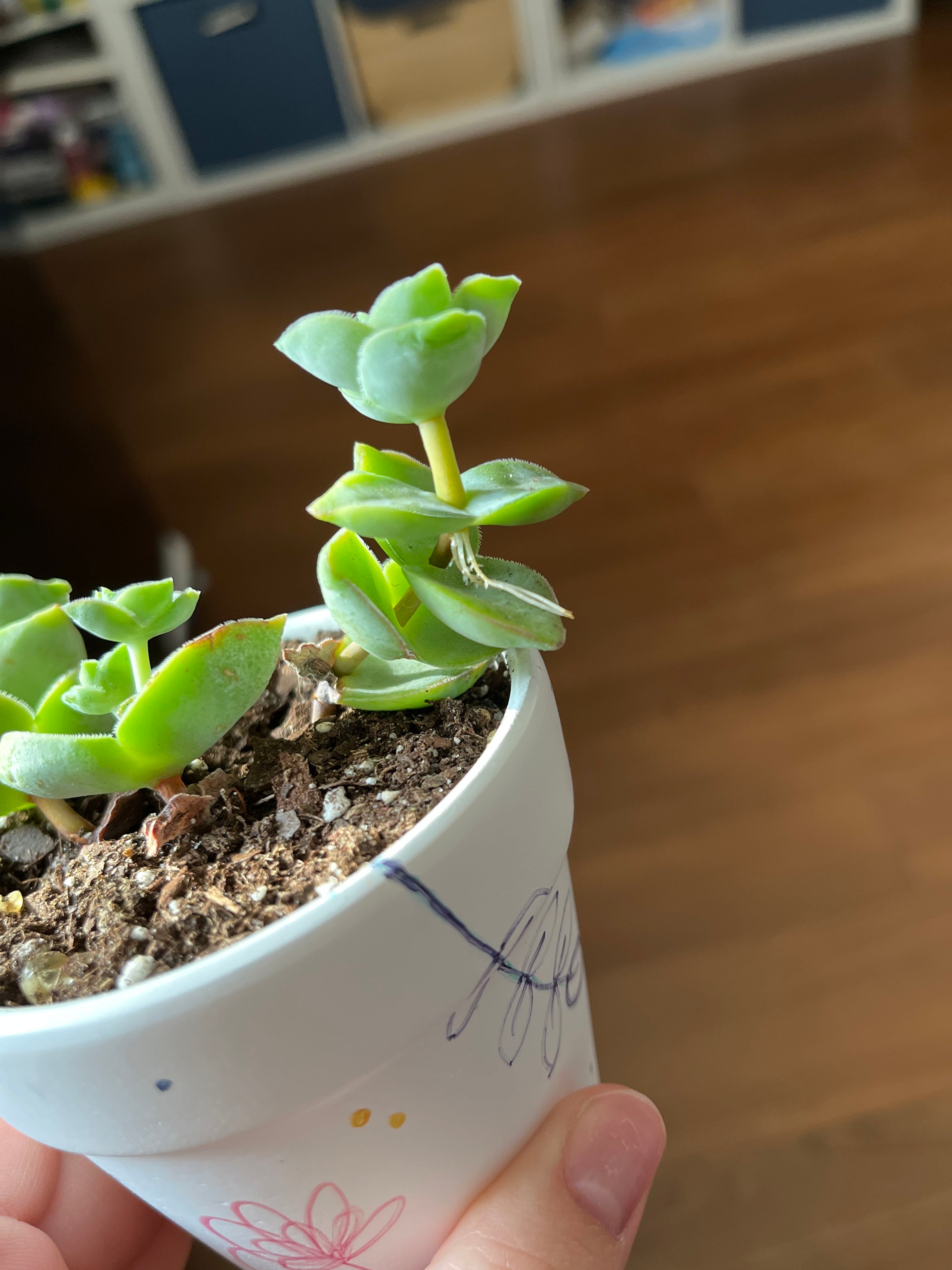 Keep Your String of Buttons Alive: Light, Water & Care Instructions