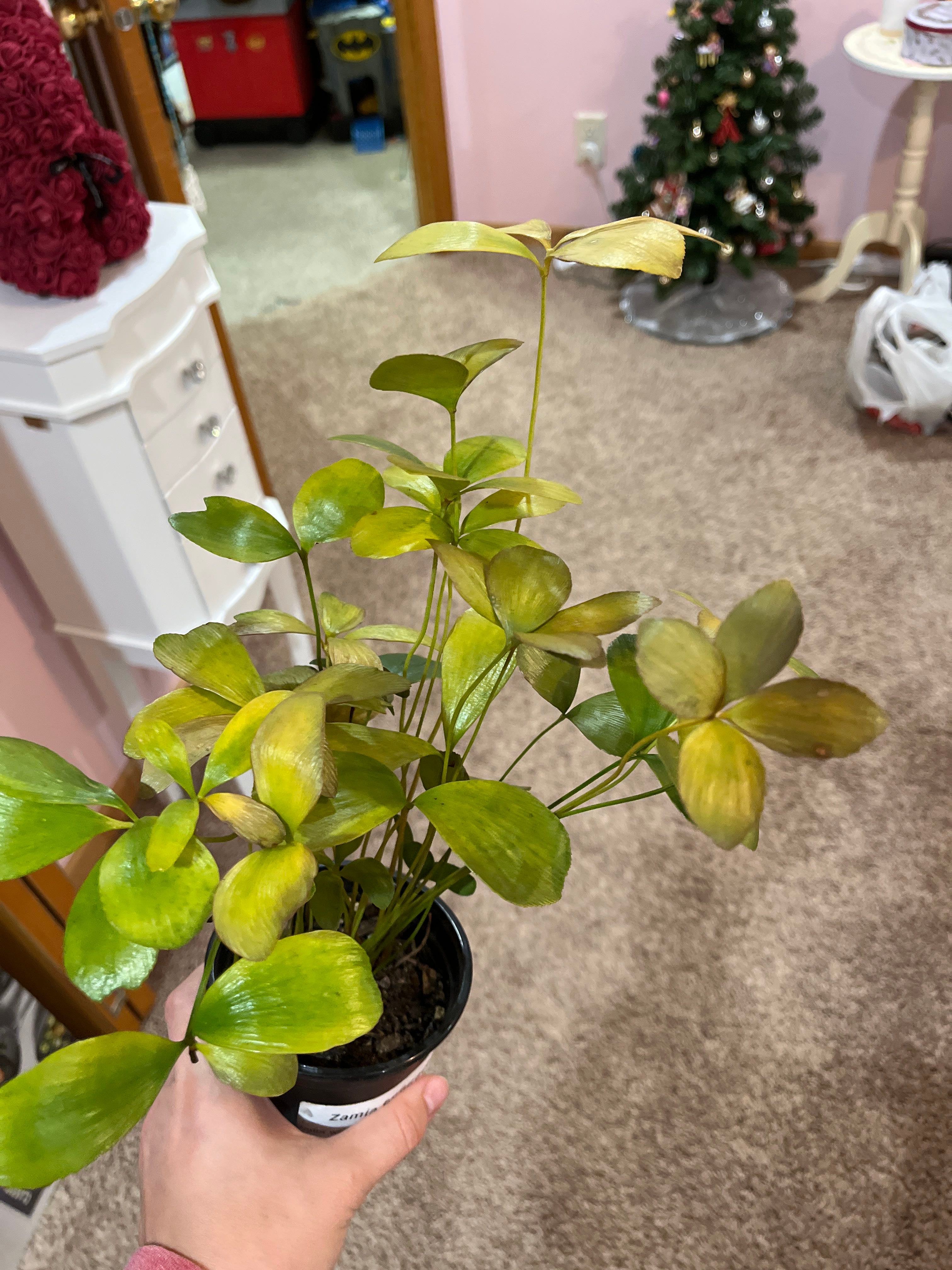 9 Essential Steps to Grow Healthy Zamia