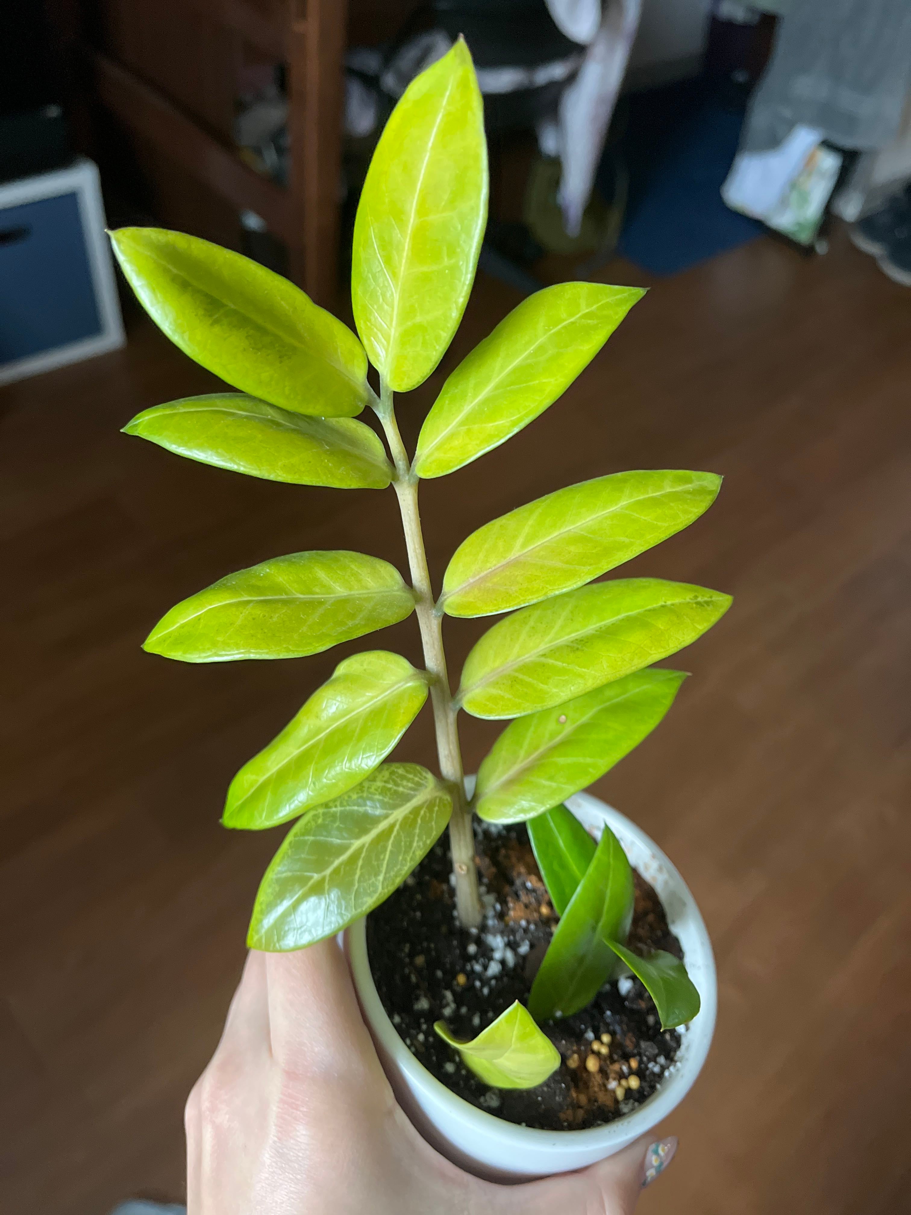 The Complete ZZ Plant Plant Care Guide: Water, Light & Beyond