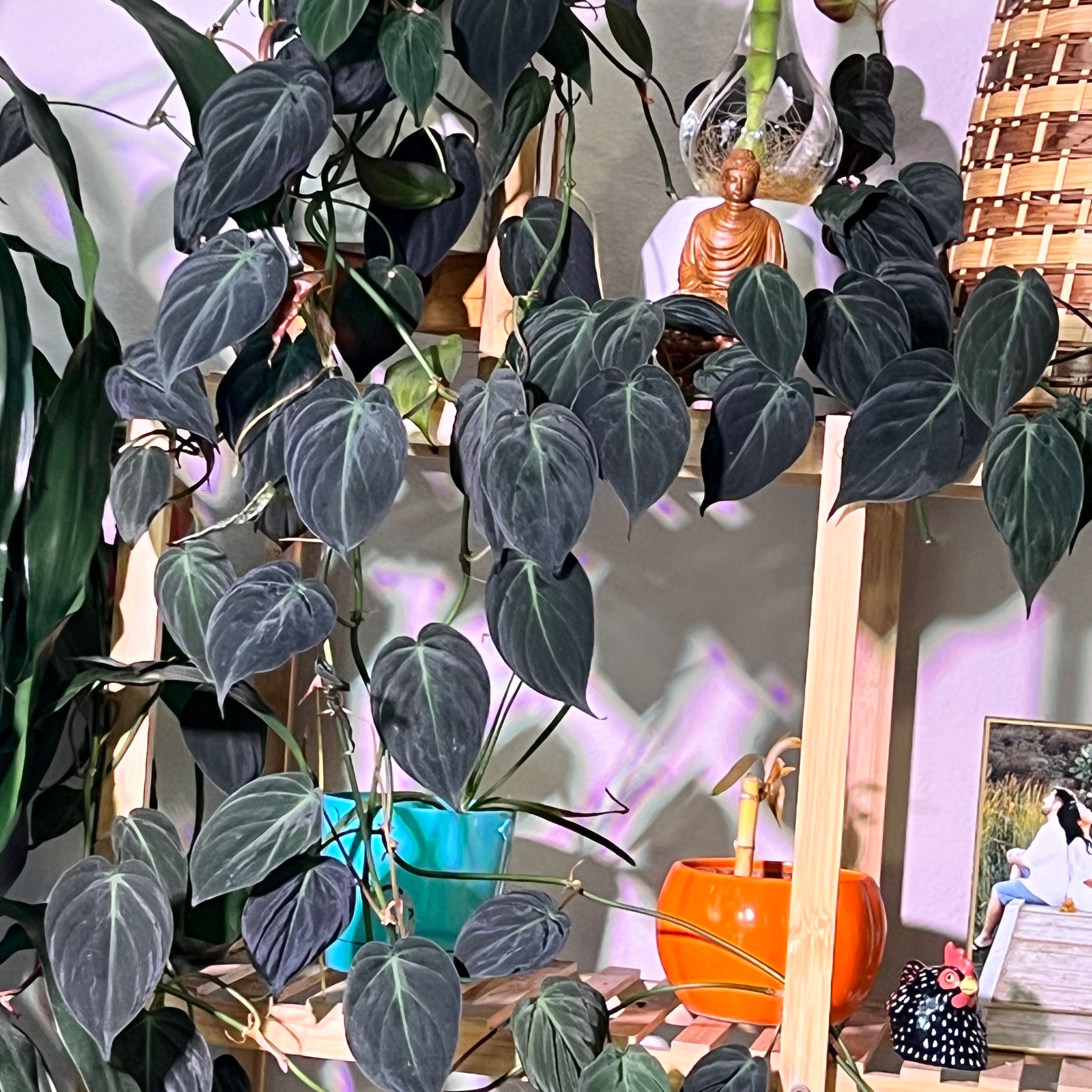 Light Requirements For Your Philodendron 'Micans' By Season