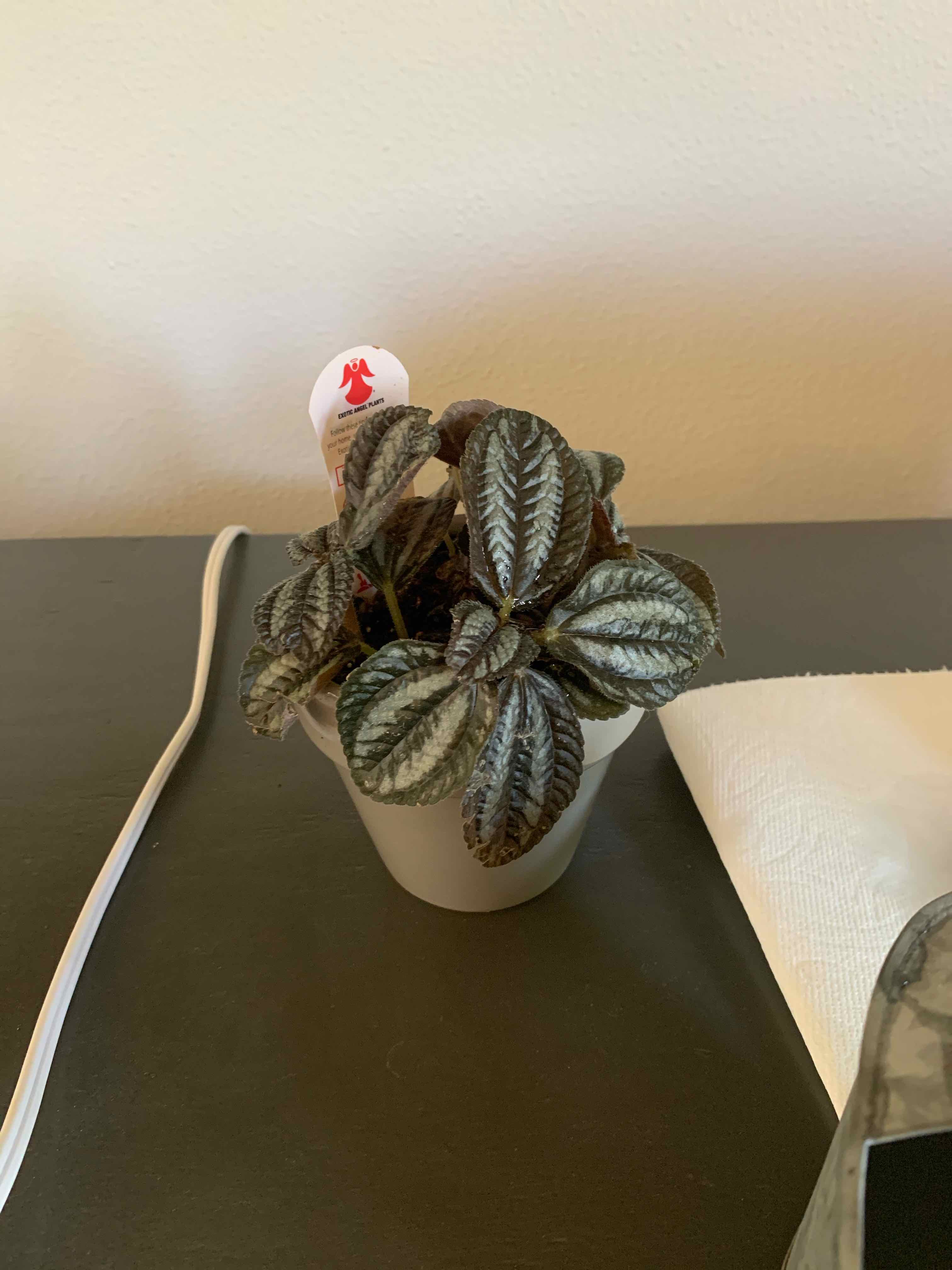 💚 Symbolism And Benefits Of The Friendship Plant