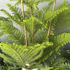 How To Propagate Your Norfolk Island Pine