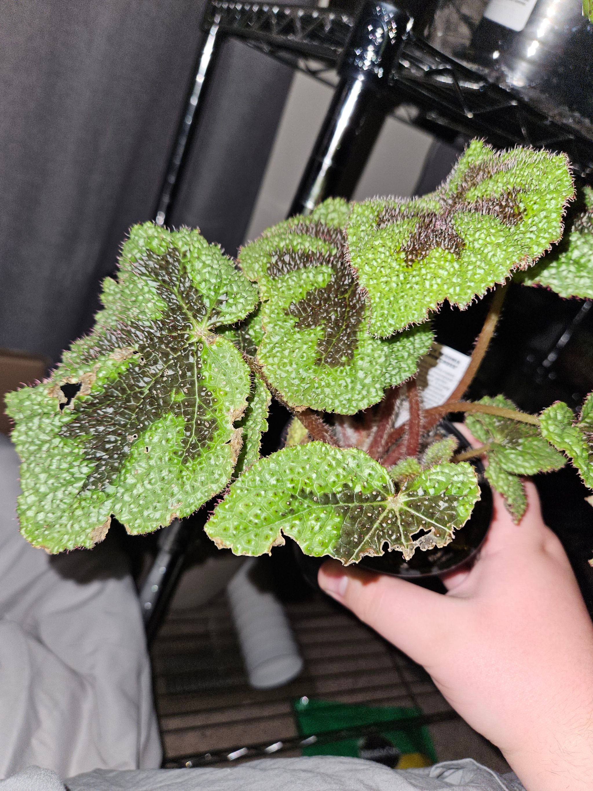 The Complete Rex Begonia Plant Care Guide: Water, Light & Beyond