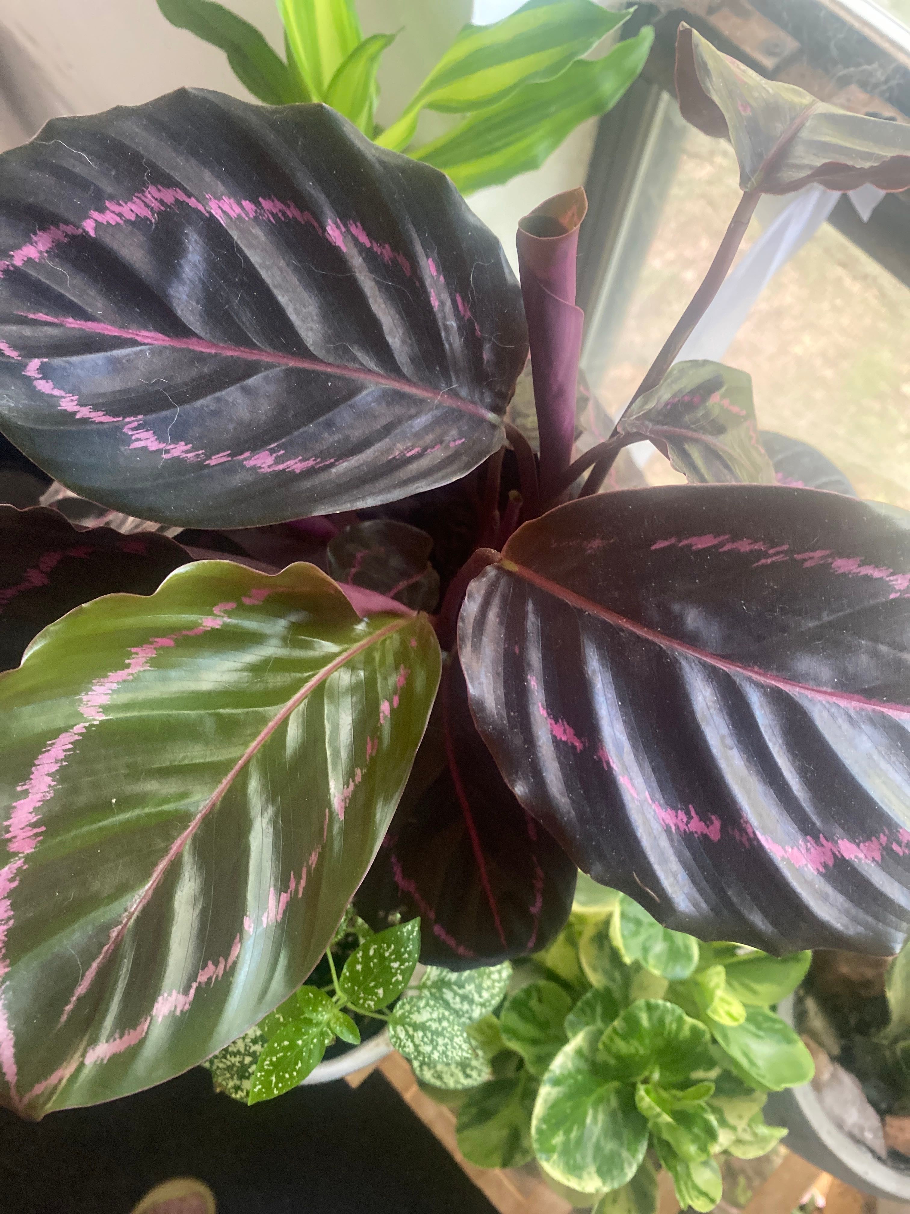 Calathea Dottie Plant Care: Water, Light, Nutrients | Greg App 🌱